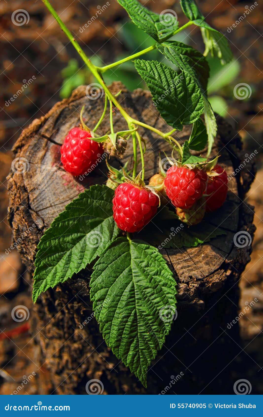 Sprig Raspberry berries stock image. Image of fragility - 55740905