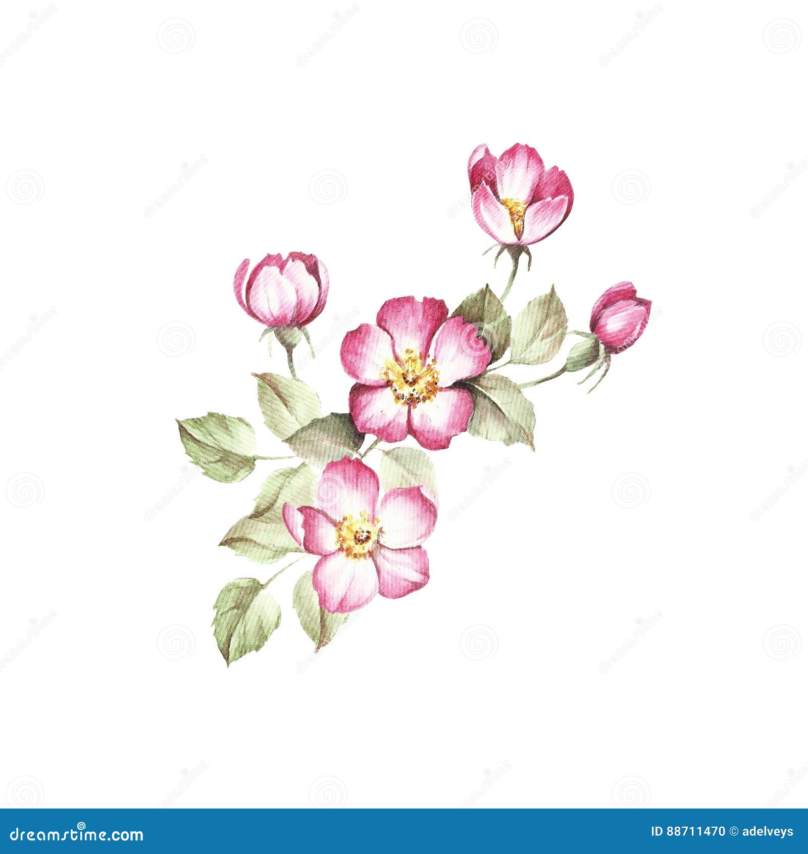 Sprig of Rose Hips. Hand Draw Watercolor Illustration. Stock ...