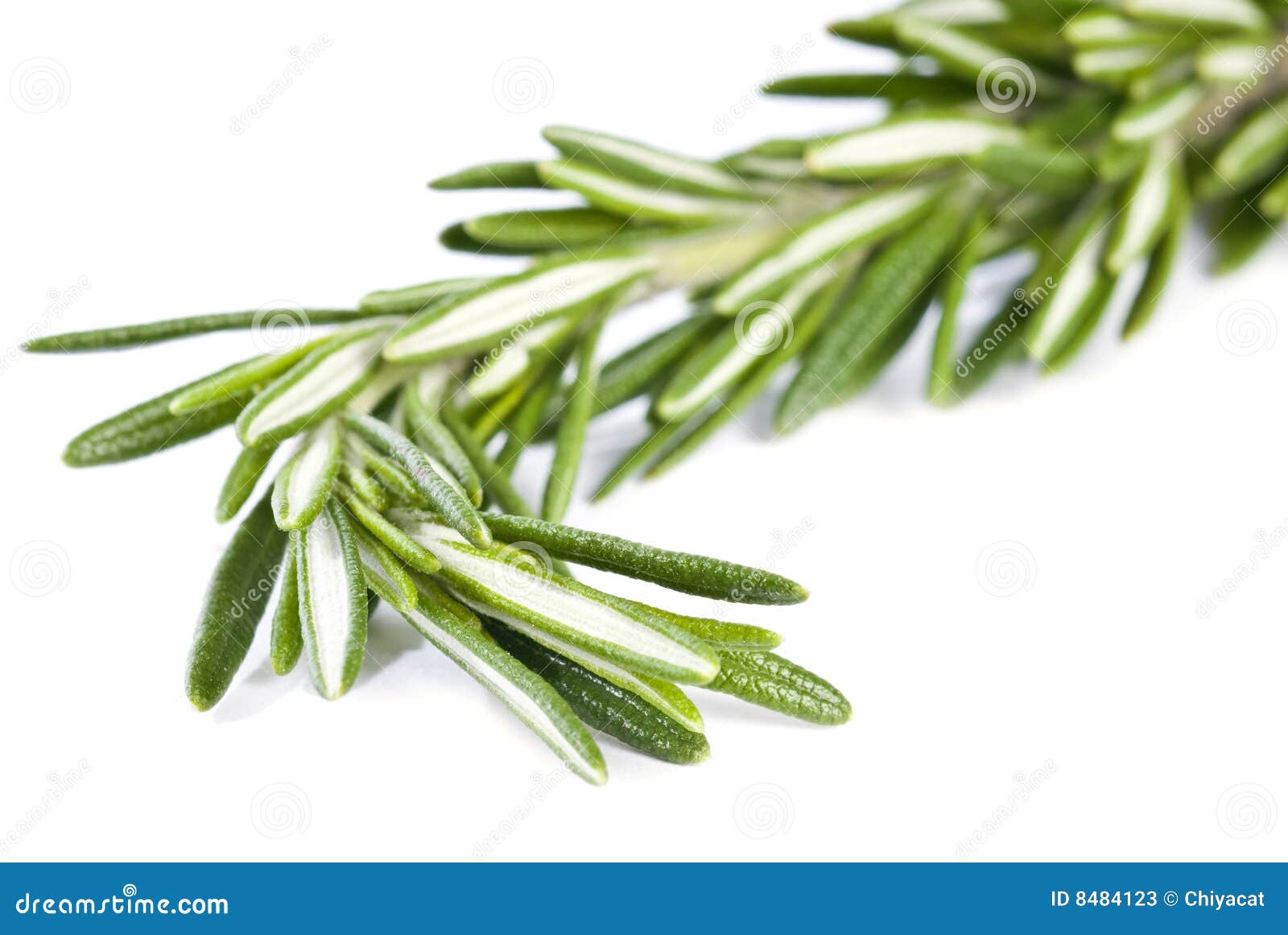 Sprig of Rosemary stock image. Image of herb, white, sprig - 8484123