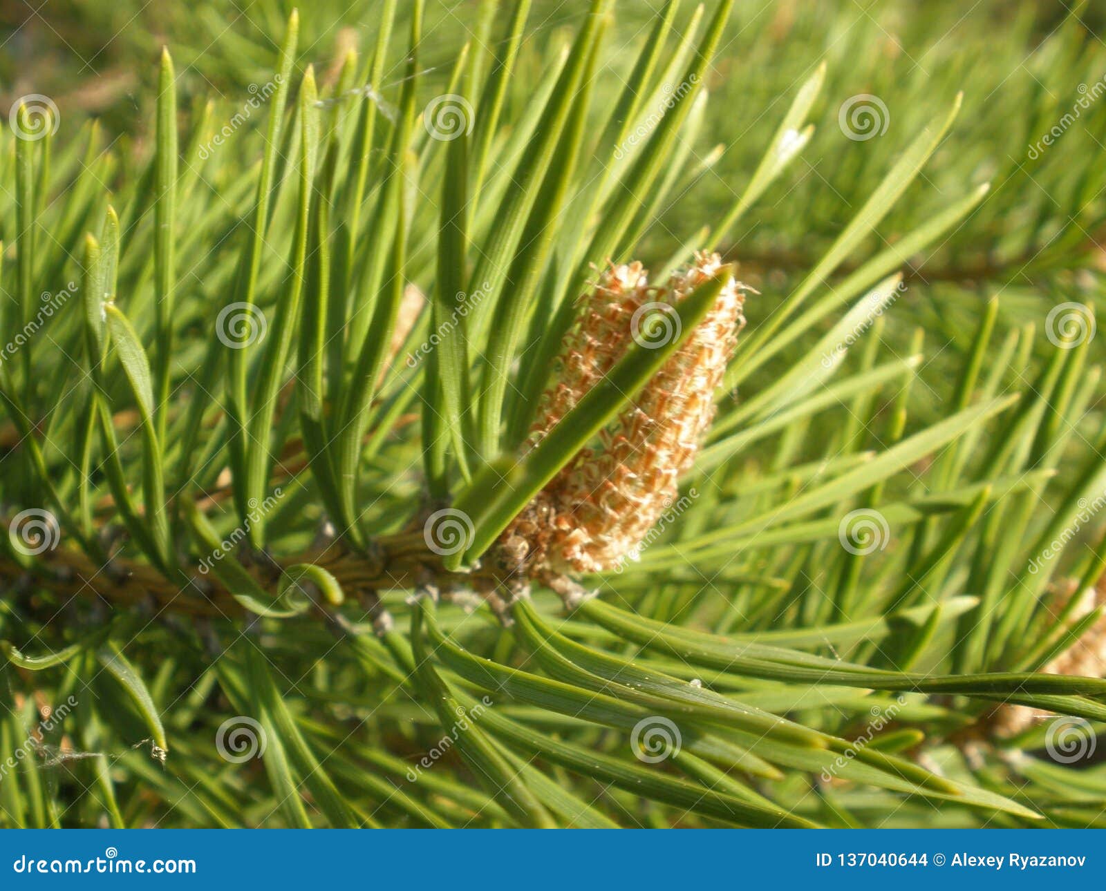 Sprig of Spruce with a Cone in the Ural Forest Stock Photo - Image of ...
