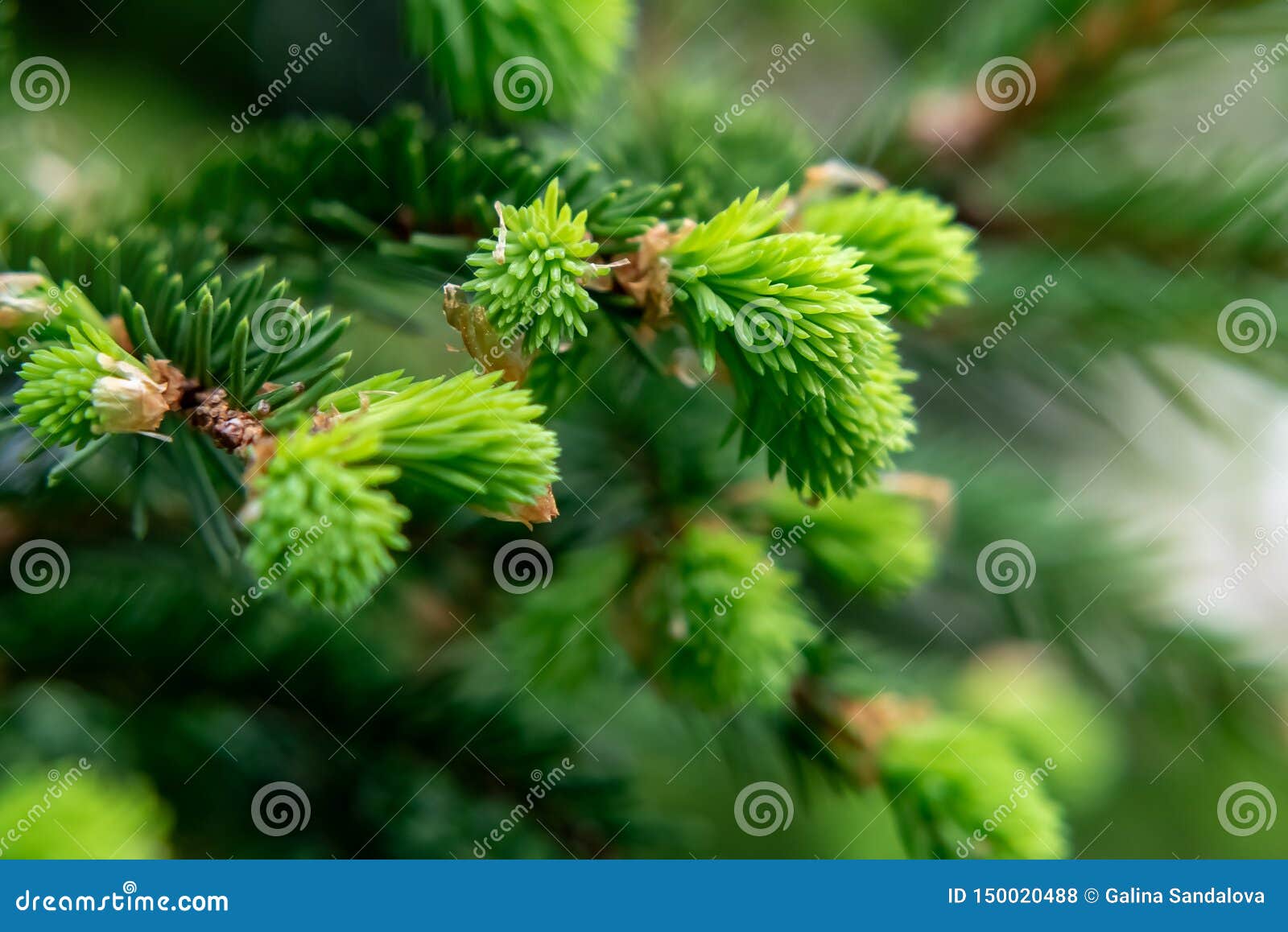 Sprig of Spruce with Fresh Spring Growth of Needles - a Beautiful Green ...