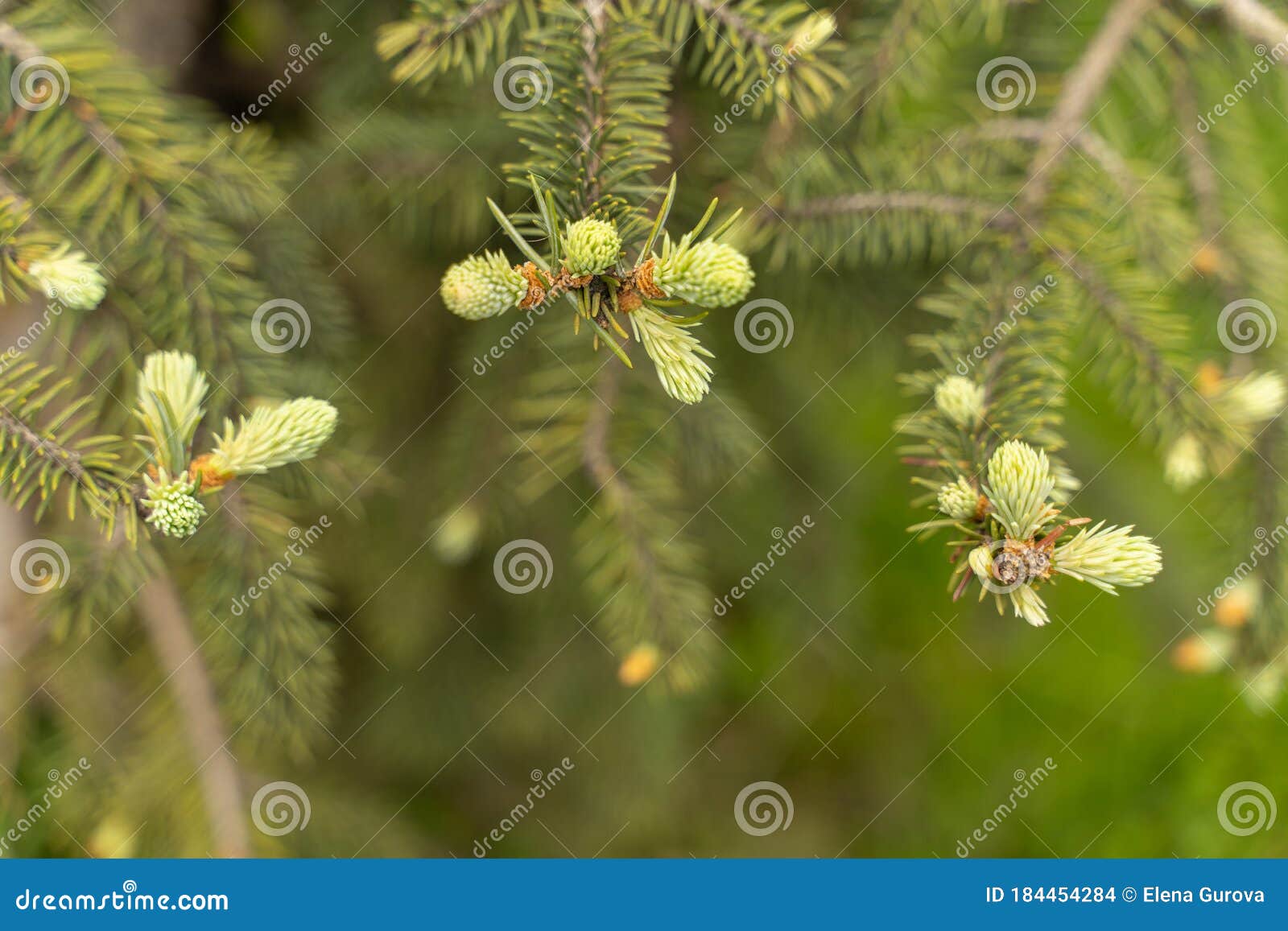 Sprig of Spruce with Young Shoots on a Blurred Stock Photo - Image of ...