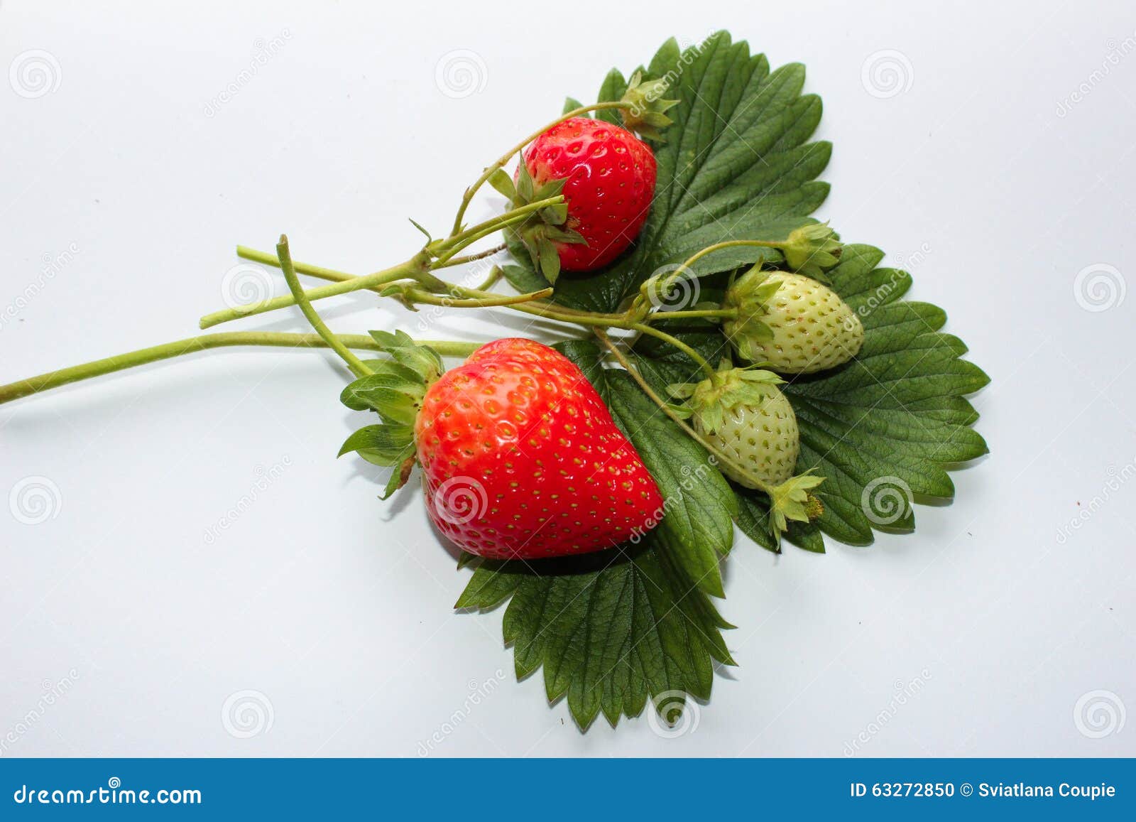 Sprig Strawberris in Autumn Stock Photo - Image of candid, leaf: 63272850