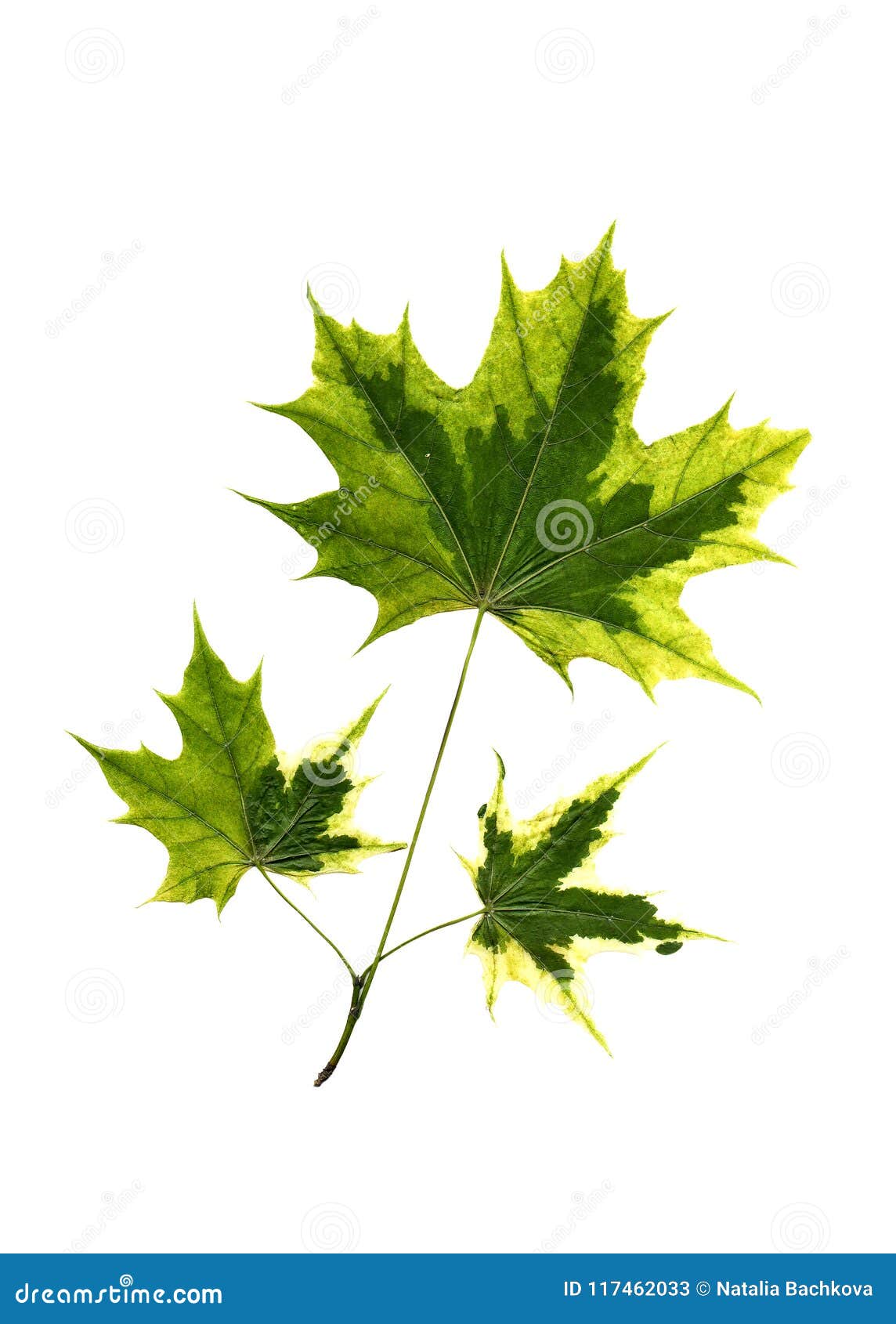 Sprig of Three Maple Leaves Bright Autumn Colors on a White is Stock ...