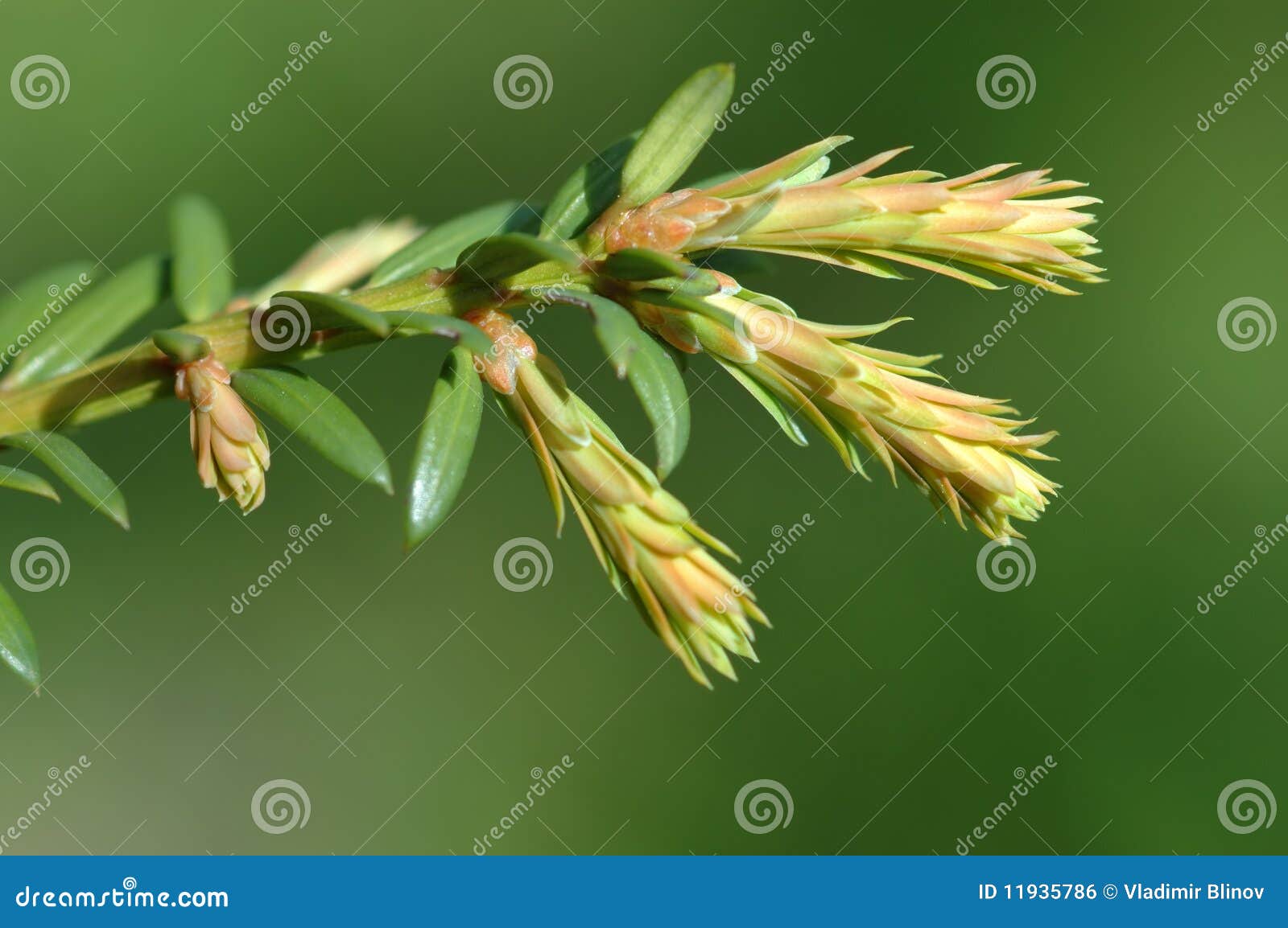 Sprig of Tree stock photo. Image of growth, grow, green - 11935786
