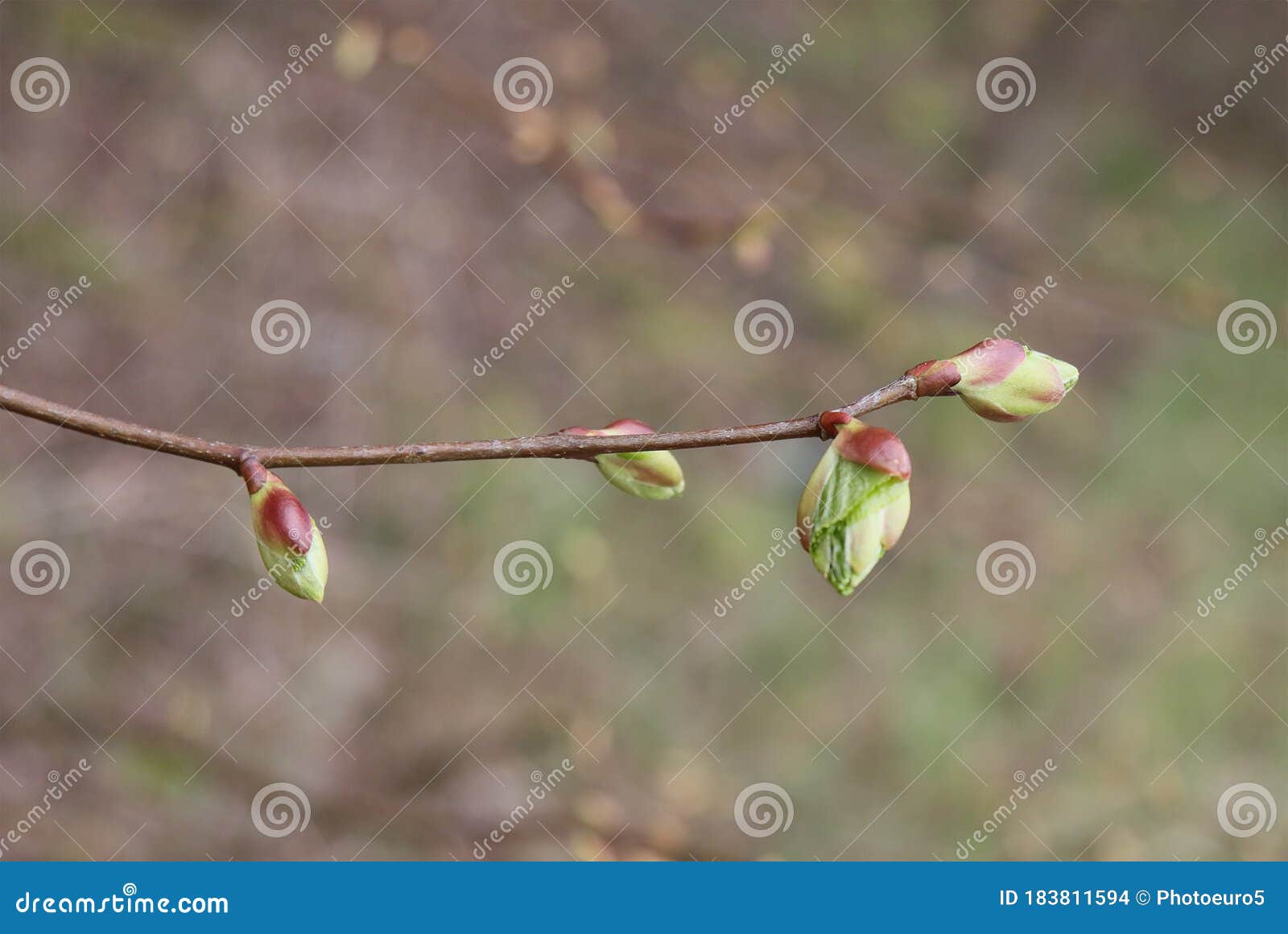 A Sprig of Walnut with Open Buds Stock Photo - Image of hazel, object ...