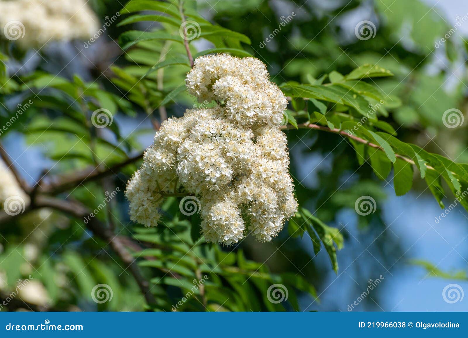 The Sprig of a White Flowering Rowan Stock Photo - Image of green ...
