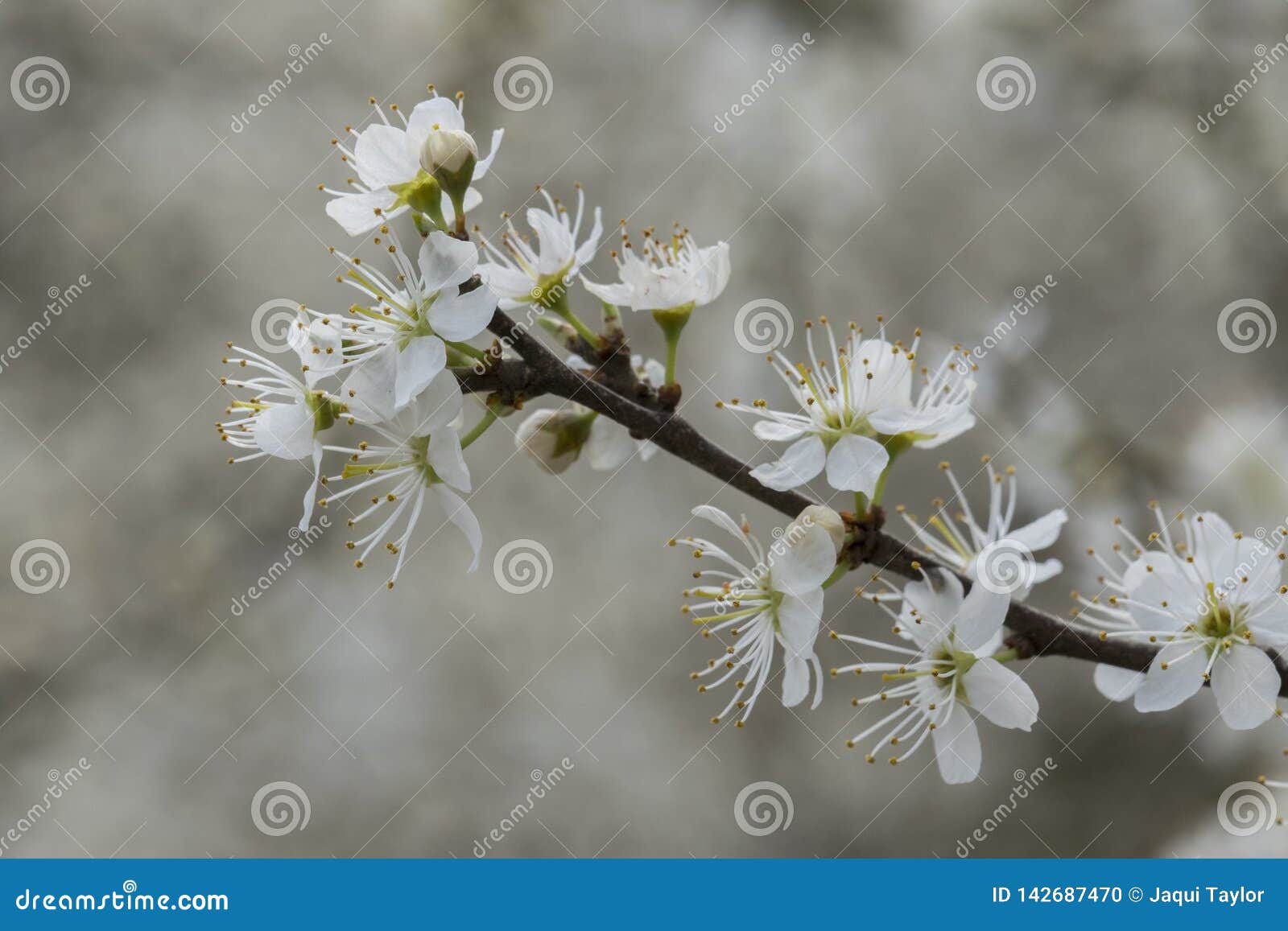 White spring blossom stock photo. Image of pure, stem - 142687470