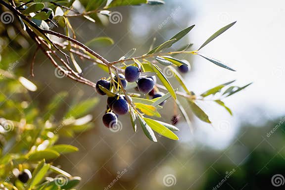 Sprig of wild olive tree. stock image. Image of leaf - 66706023