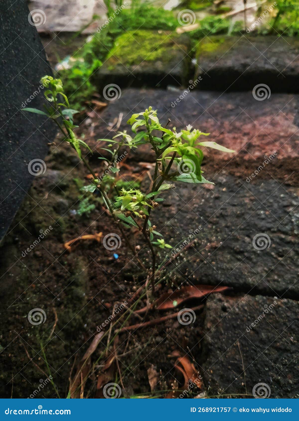 A Sprig of Wild Plants Growing in the Yard Stock Image - Image of ...