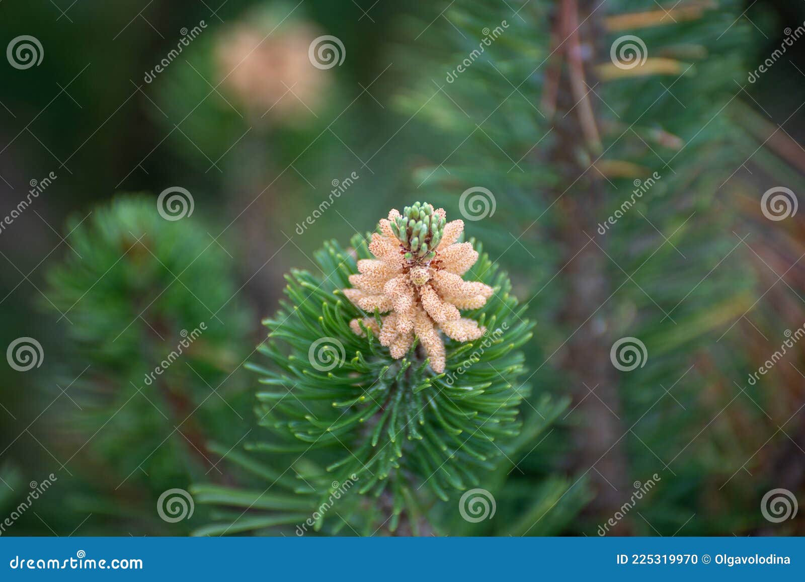 Sprig of Young Dwarf Spruce in Spring Stock Photo - Image of kalous ...