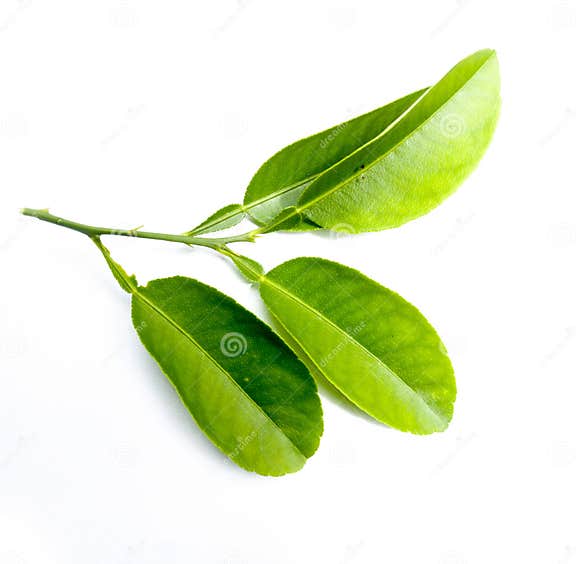 A Sprig of Young Lime Leaf Isolated on White Background Stock Image ...