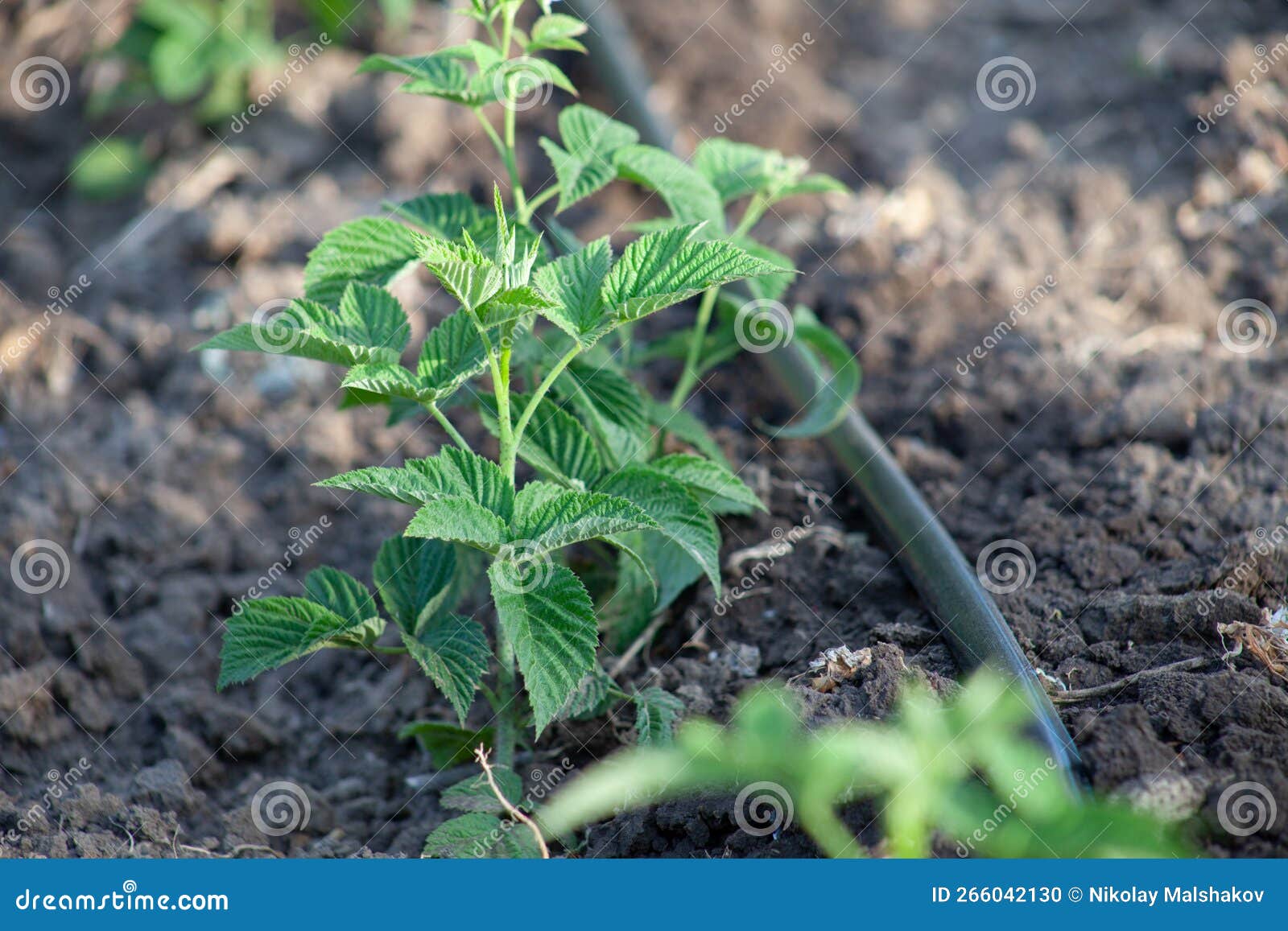 A Sprig of a Young Raspberry Bush Sprouted in the Soil. Green Fresh ...