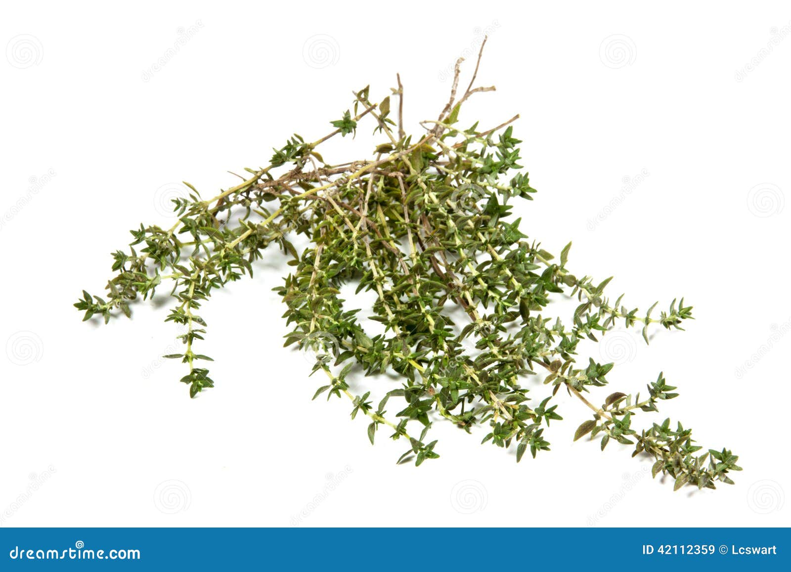 Sprigs of Aromatic Freshly Grown Garden Thyme Stock Image - Image of ...