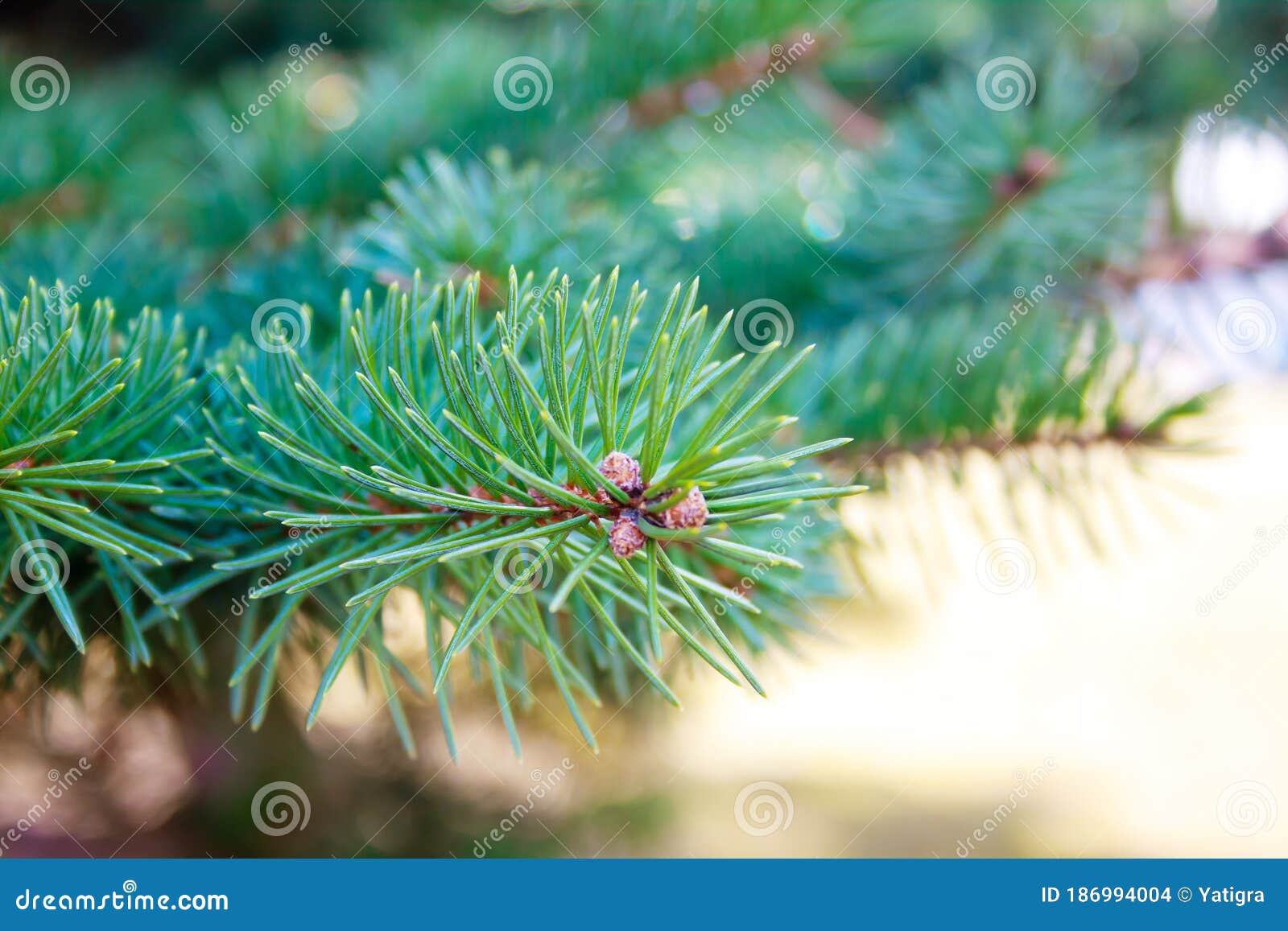 Sprigs of Blue Spruce with Small Buds Stock Photo - Image of branch ...