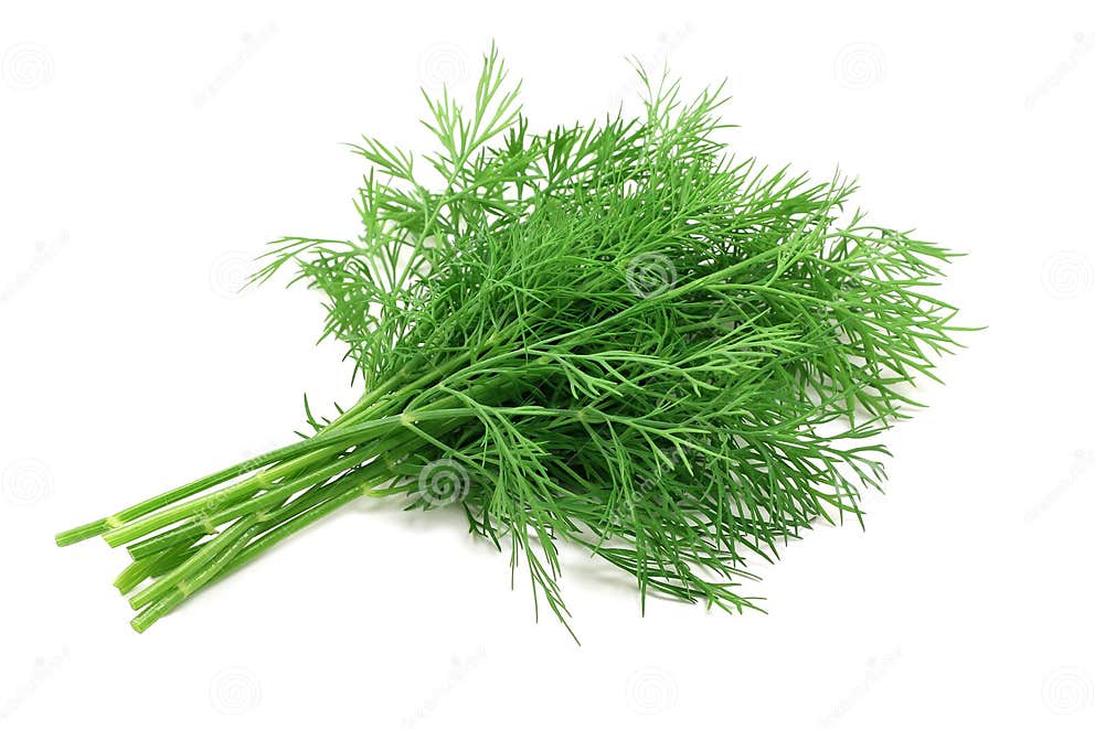 Sprigs of dill stock photo. Image of food, elements, garden - 71327982