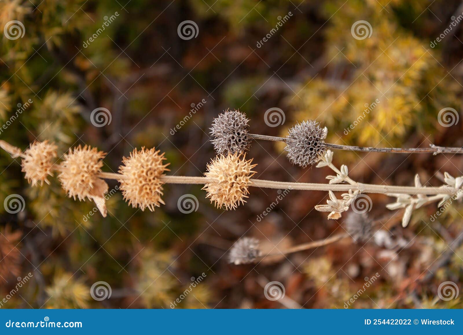 Sprigs of Dry Herbs in Forest Stock Illustration - Illustration of ...
