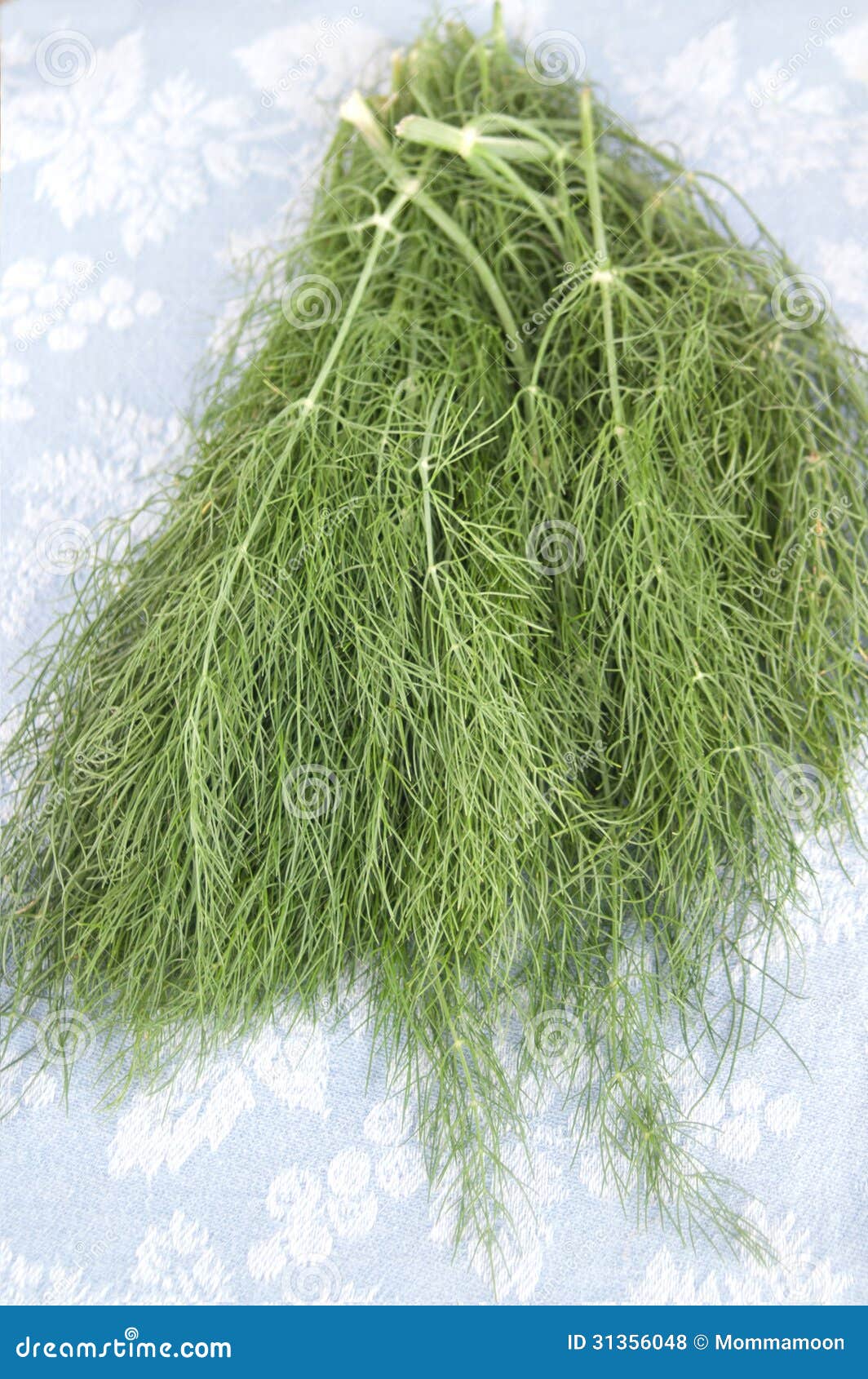 Sprigs of Fennel stock photo. Image of closeup, fresh - 31356048