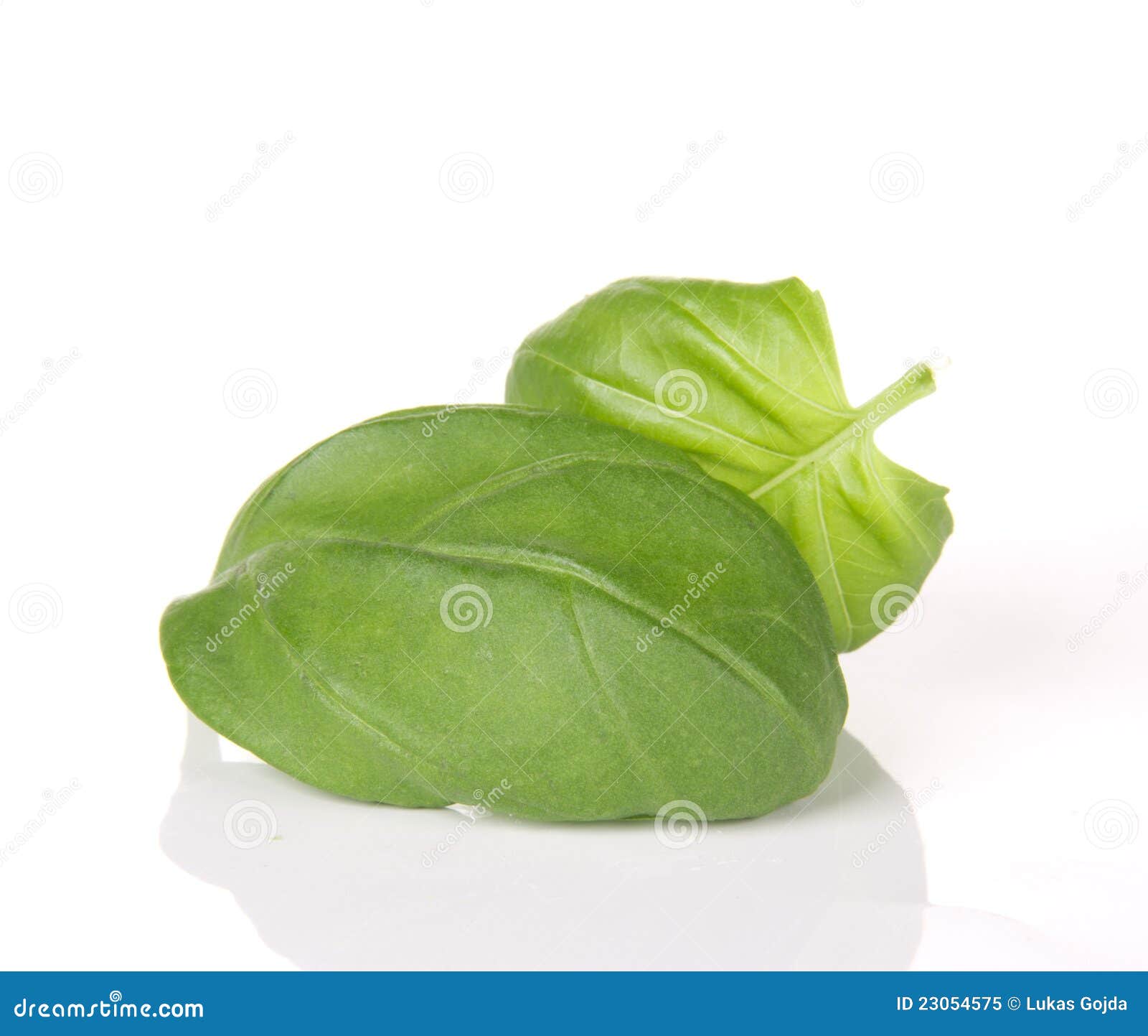 Sprigs of fresh basil stock image. Image of nature, scented - 23054575