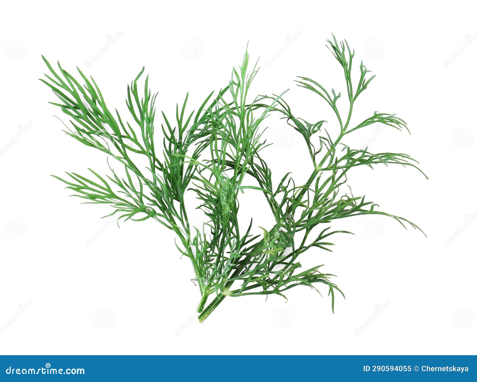 Sprigs of Fresh Dill Isolated on White Stock Image - Image of cooking ...