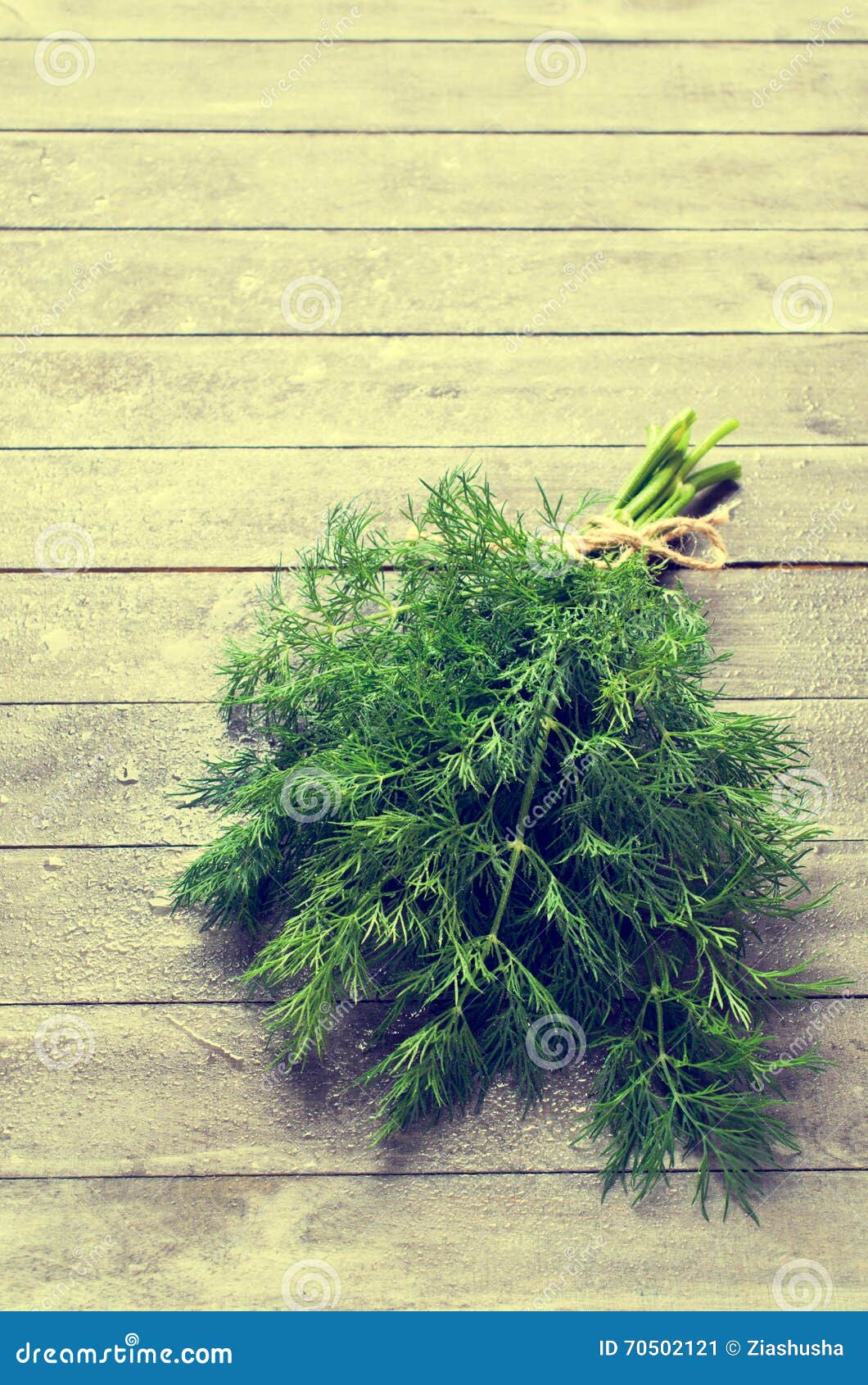 Sprigs of fresh dill stock image. Image of herb, aromatic - 70502121