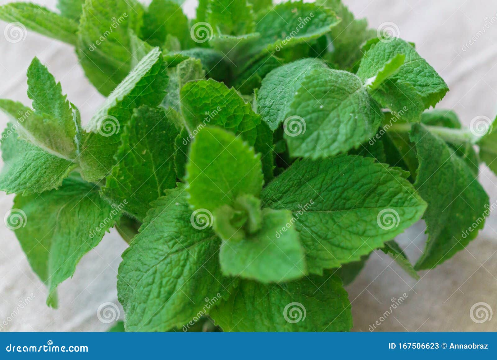 Sprigs of Fresh Mint, Prepared for Tea Stock Image - Image of healthy ...