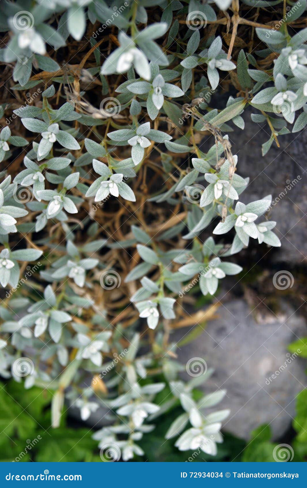 Sprigs of garden plants stock photo. Image of greenery - 72934034