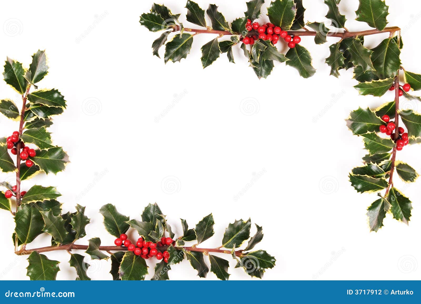 Sprigs of holly stock photo. Image of sprig, berry, gift - 3717912
