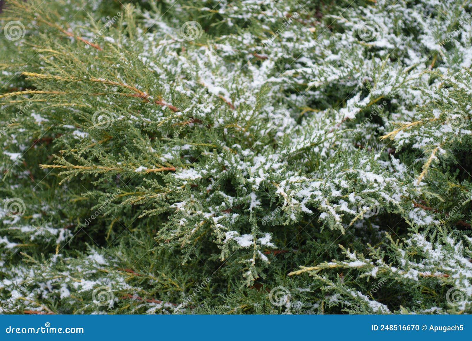 Sprigs of Juniper Covered with Snow in December Stock Photo - Image of ...