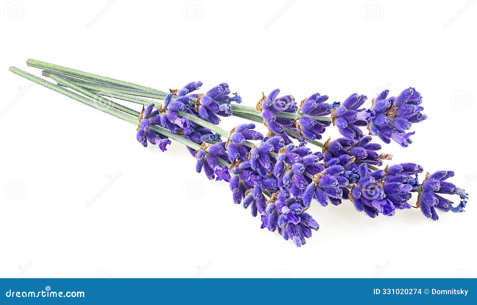 Sprigs of Lavender Flowers Isolated on White Background. Lavender ...