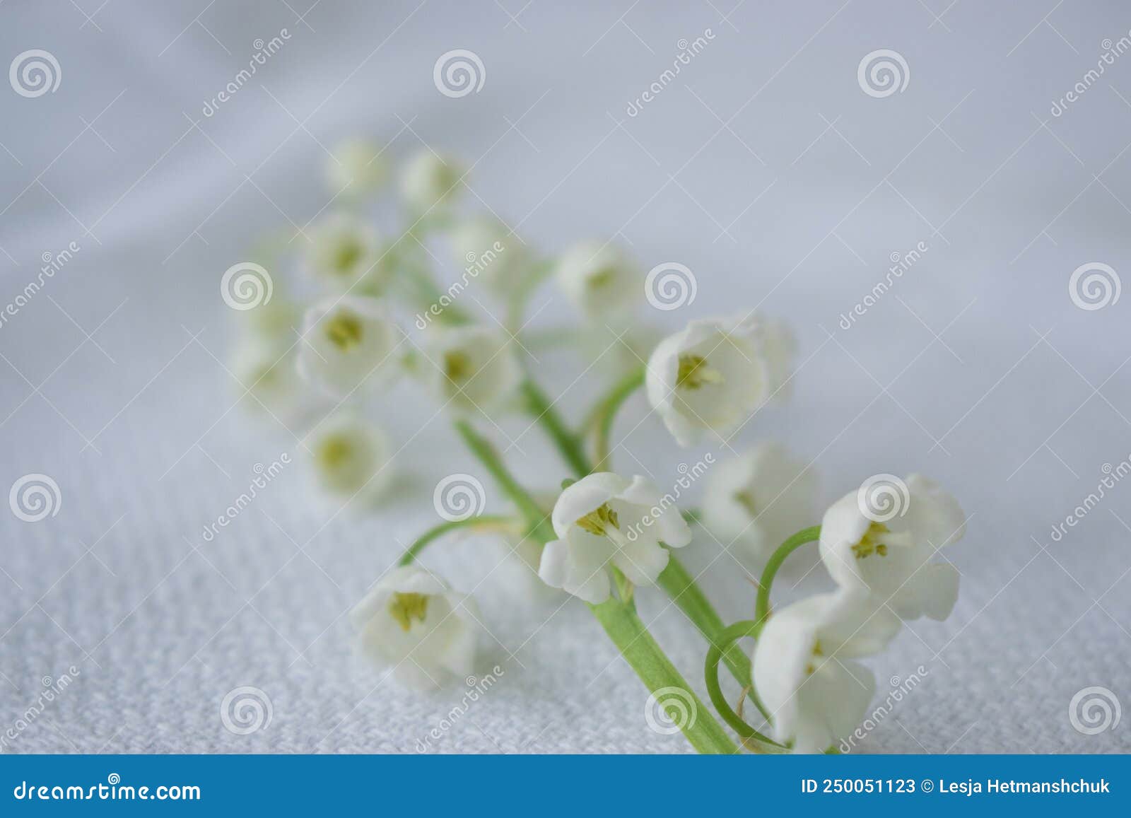 Sprigs of Lilies of the Valley Stock Image - Image of nature, decor ...