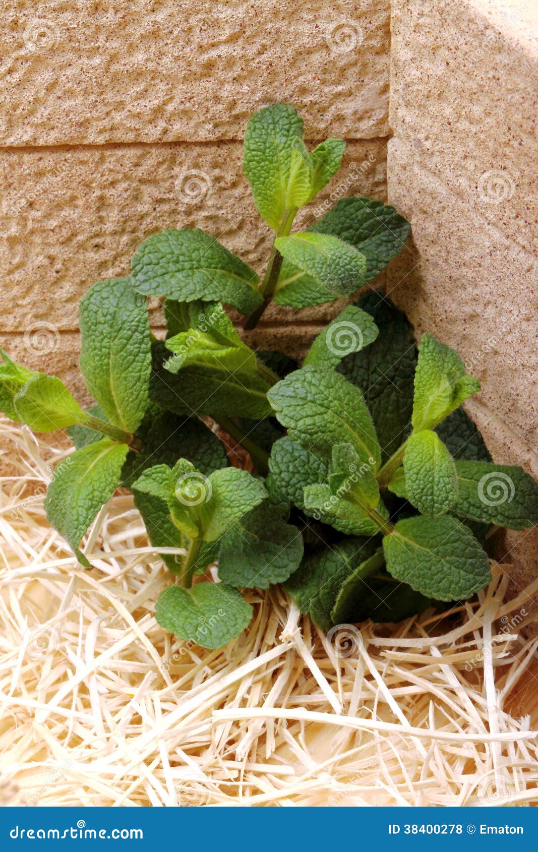 Sprigs of mint stock photo. Image of straw, spring, mint - 38400278