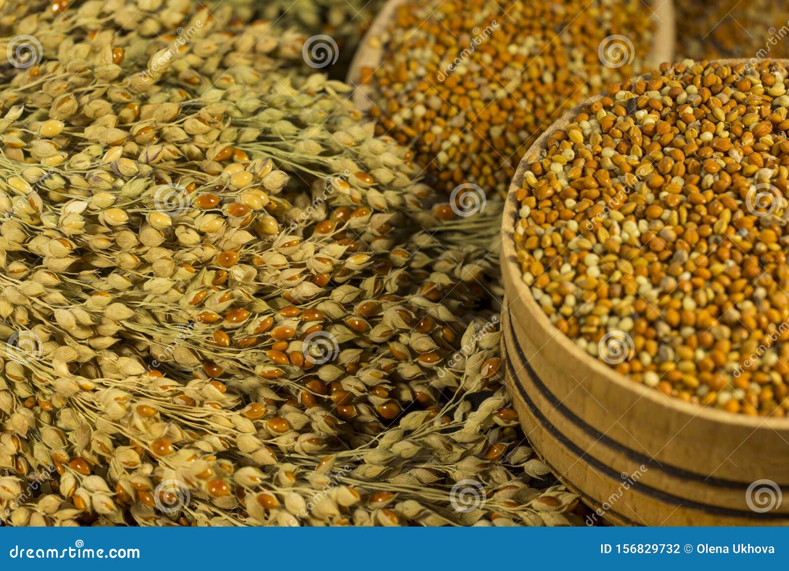 Sprigs of Red Millet and Grain Millet Close-up Stock Photo - Image of ...
