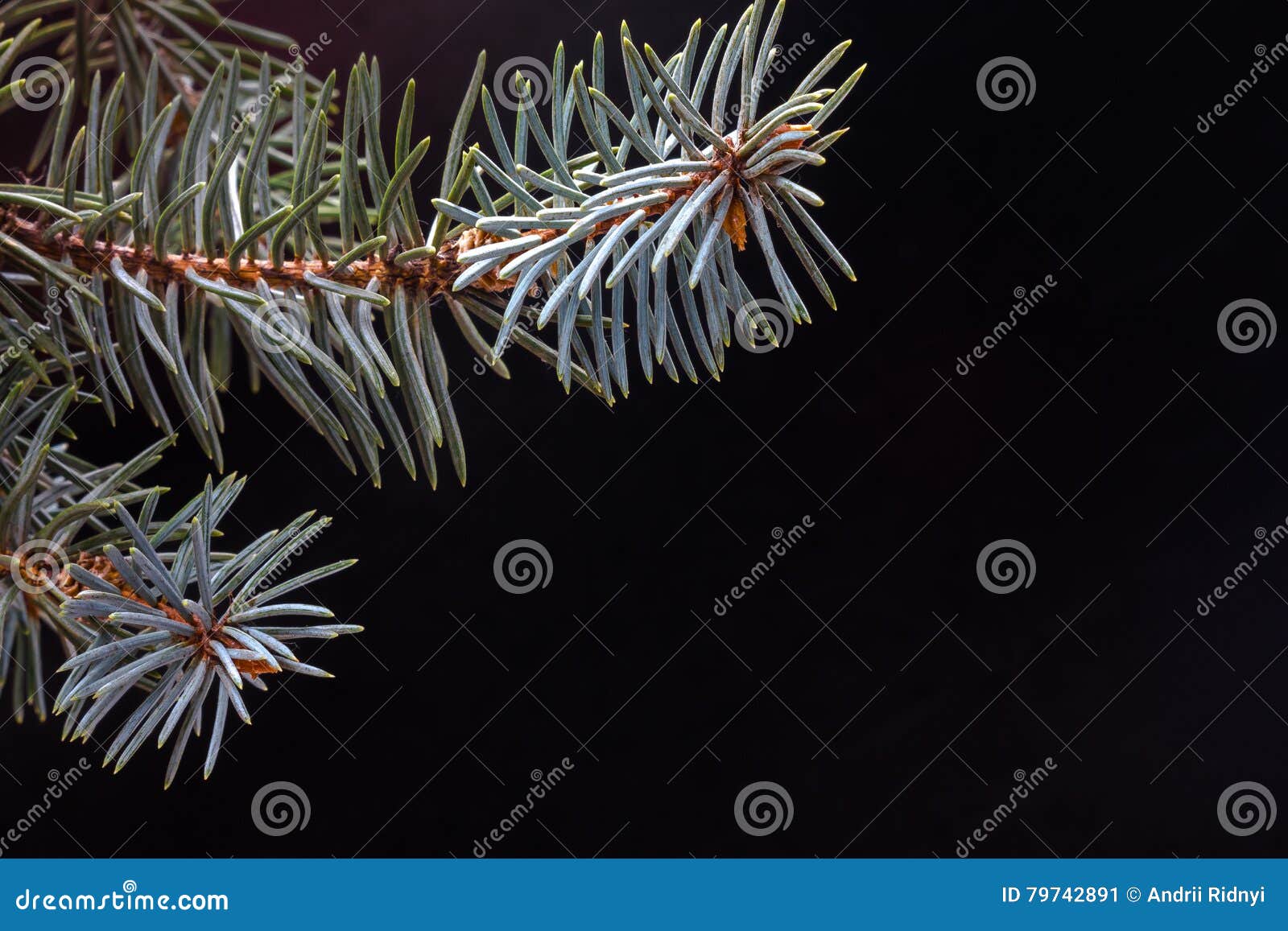 Sprigs of Spruce Black Background Stock Image - Image of wood, texture ...