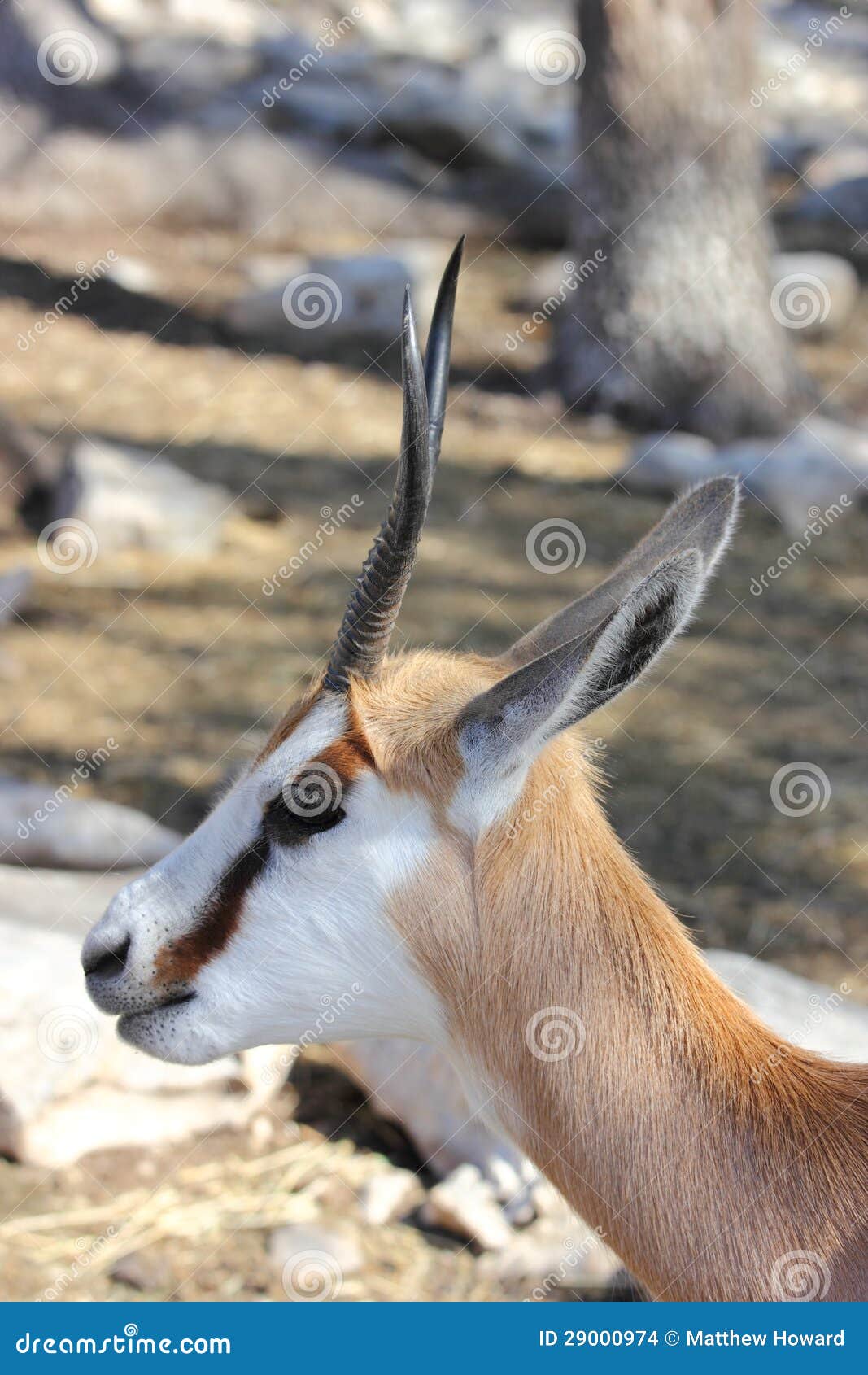 Sprinbok stock photo. Image of africa, safari, wild, springbok - 29000974