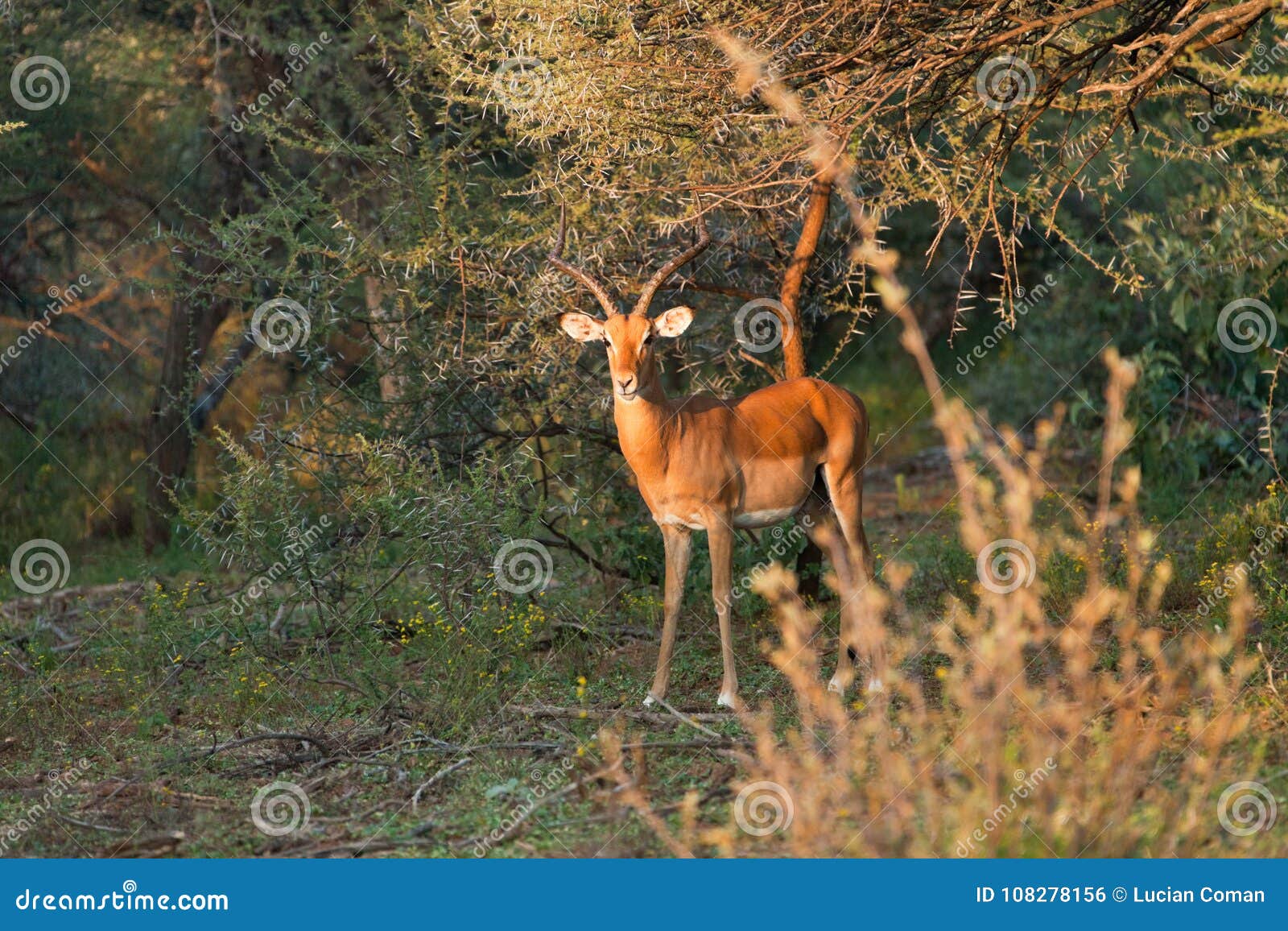 Sprinbok Antelope in Dense Bush Stock Photo - Image of habitat, buck ...