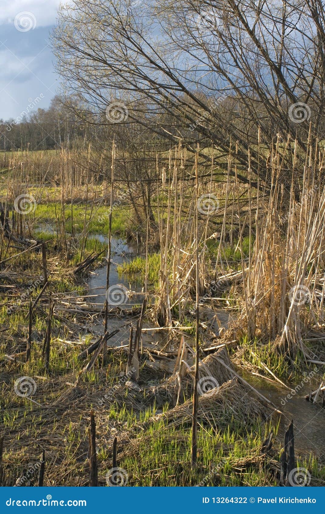 Spring stock photo. Image of water, meadow, overcast - 13264322
