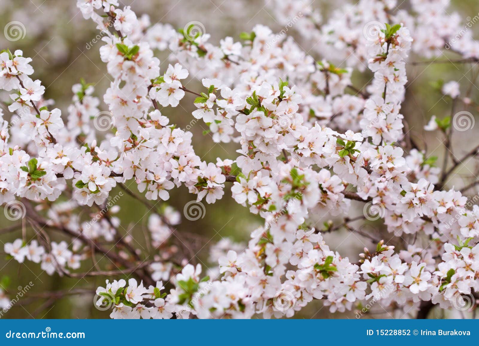 Spring stock photo. Image of blossom, head, lush, bright - 15228852