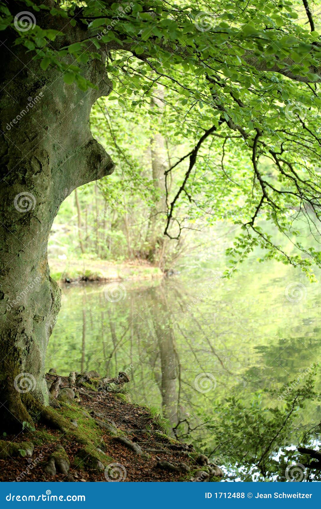 Spring stock photo. Image of road, delicate, leaves, europe - 1712488