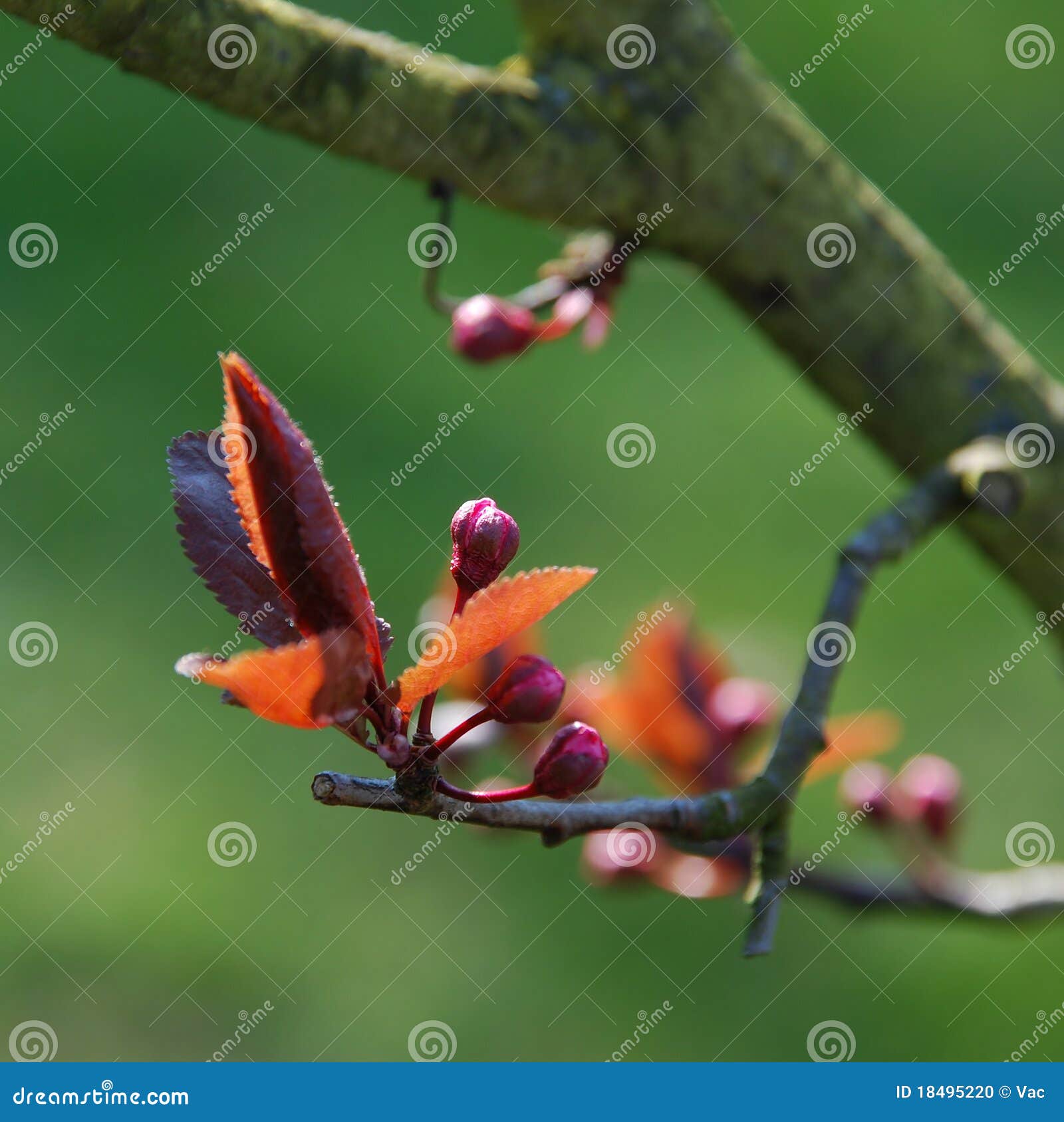 Spring stock photo. Image of leaf, buds, beauty, green - 18495220