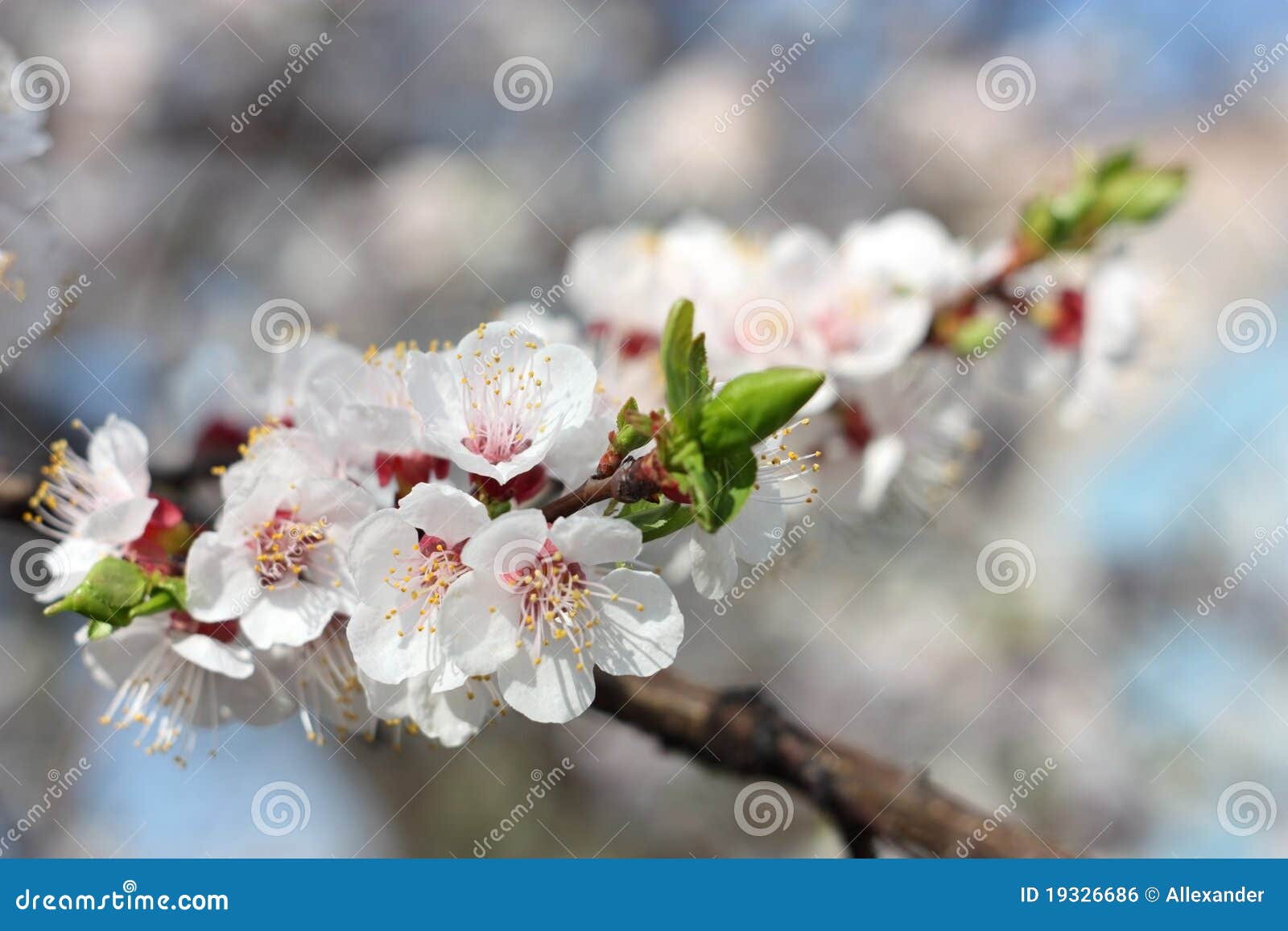 Spring stock photo. Image of pollen, aroma, natural, pink - 19326686