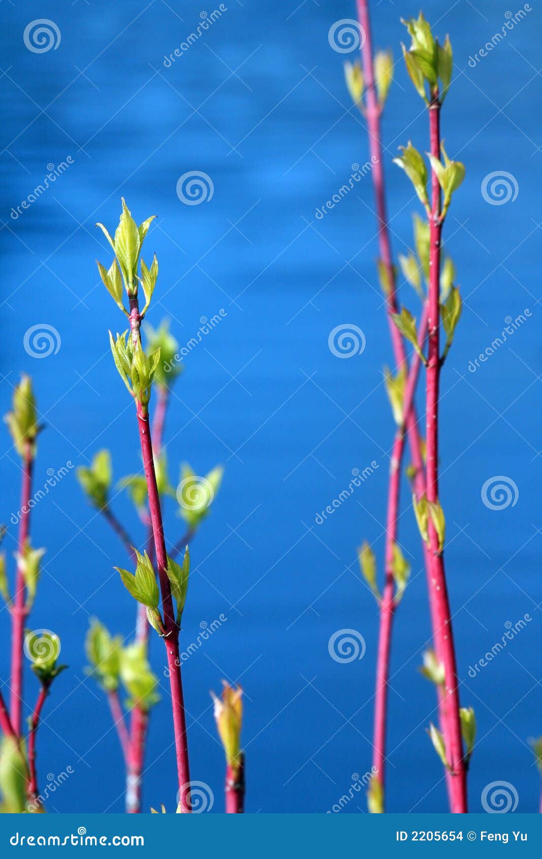 Spring stock photo. Image of leaves, green, spring, sprouting - 2205654
