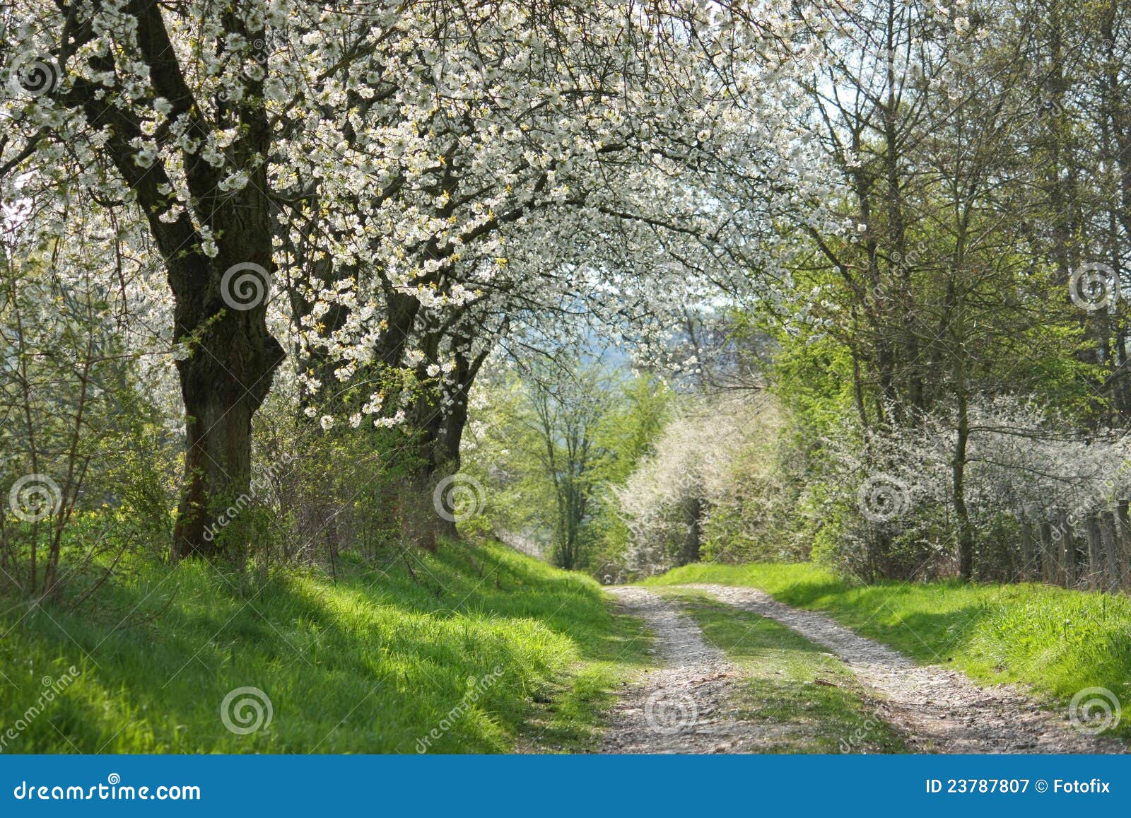 Spring stock image. Image of season, springtime, path - 23787807