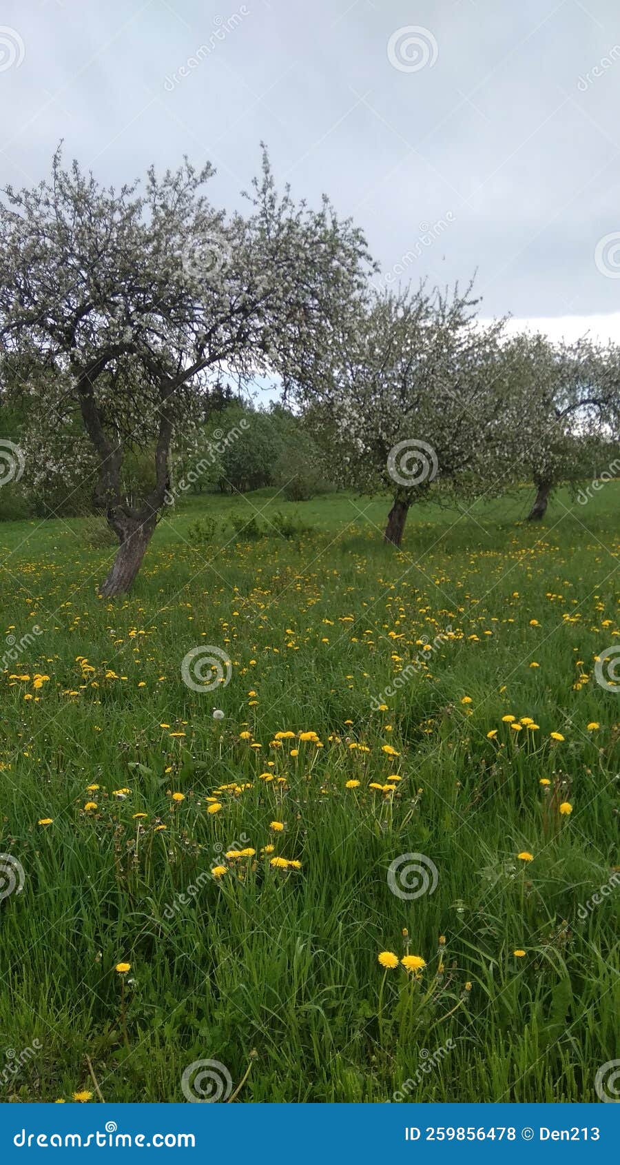 Apple trees in spring stock photo. Image of grassland - 259856478