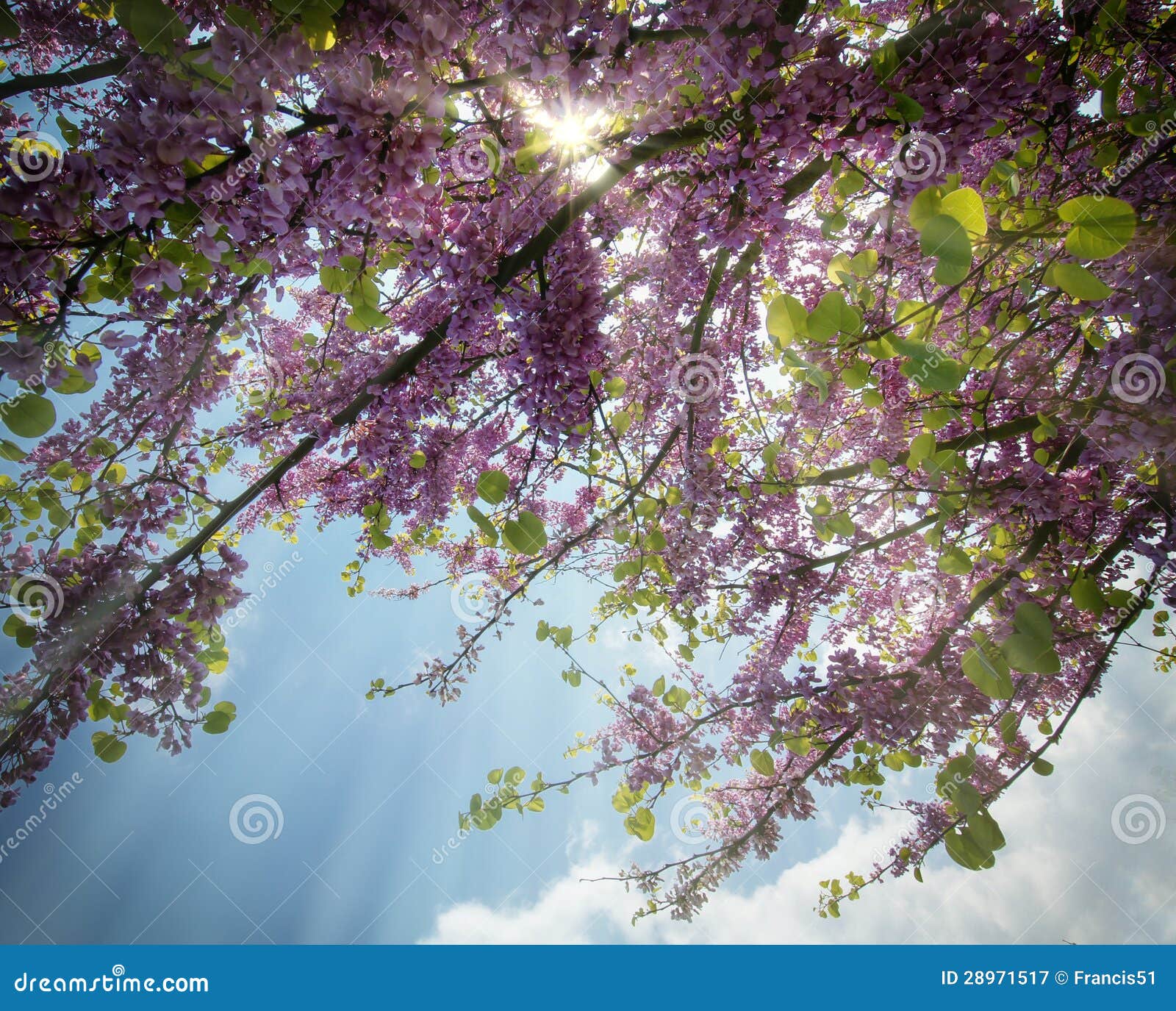 Spring stock image. Image of botanical, sunlight, beautiful - 28971517