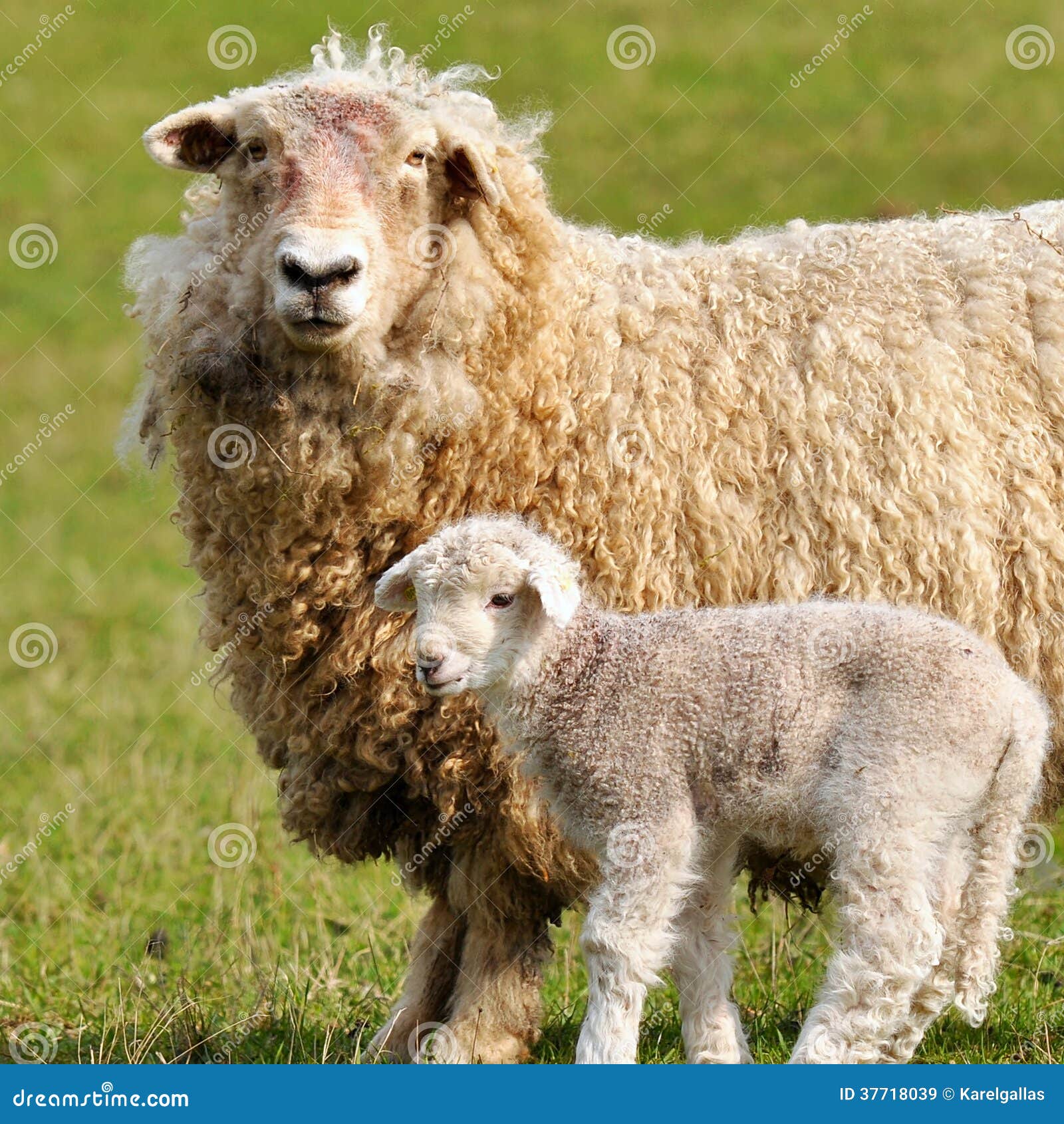 Spring stock image. Image of young, mammal, nature, sheep - 37718039