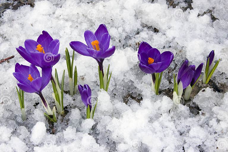 Spring stock photo. Image of seasons, flowers, bloom, winter - 4969540