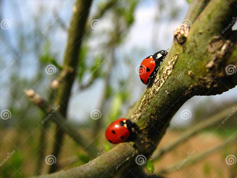 Spring stock photo. Image of bugs, spring, animals, insects - 716474
