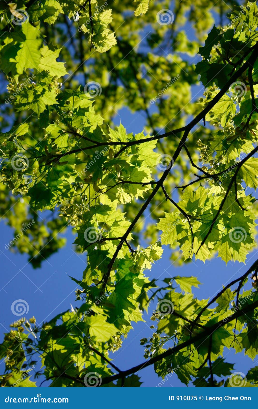 Spring stock image. Image of maple, bell, common, nature - 910075