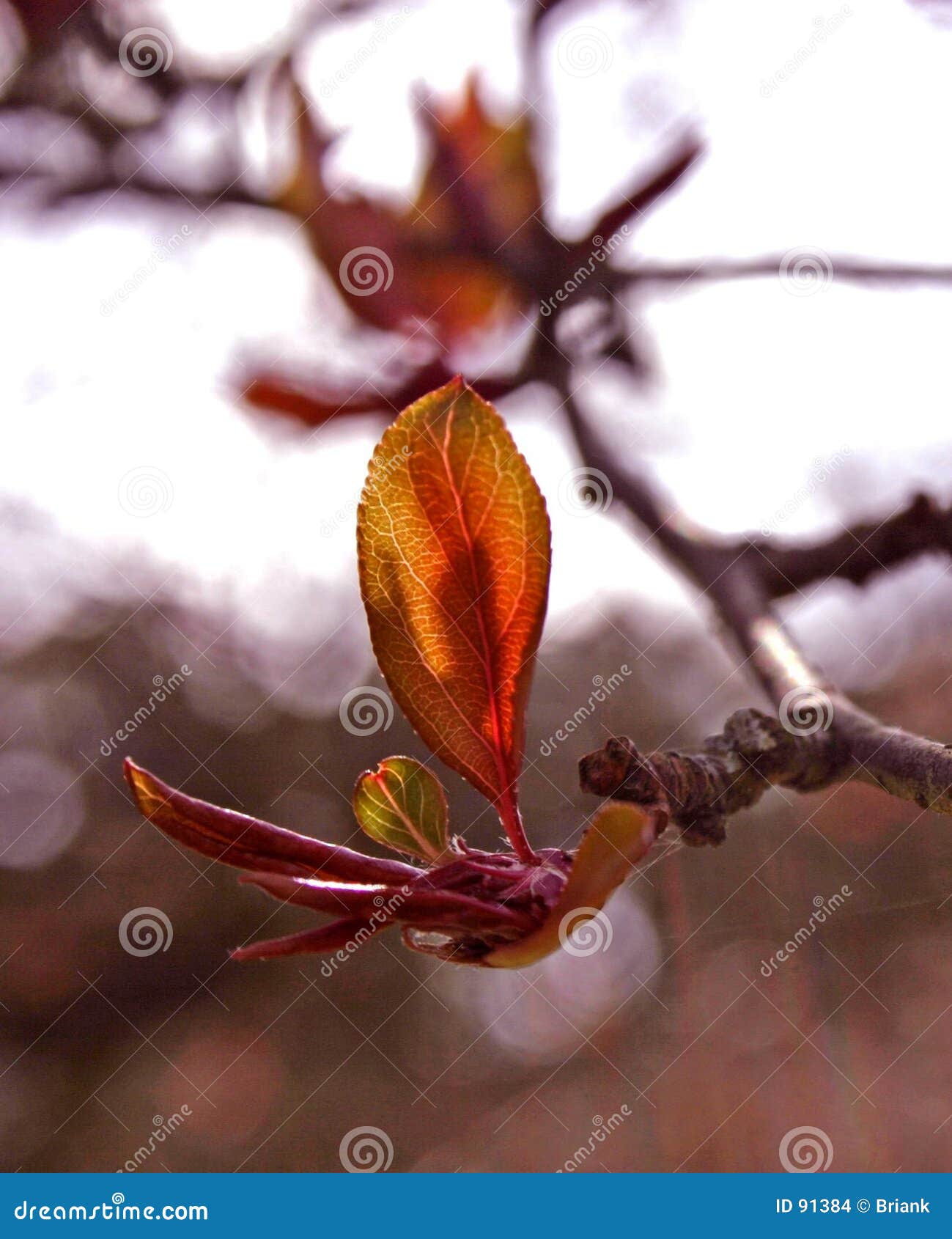 Spring stock photo. Image of season, leafs, tree, growth - 91384